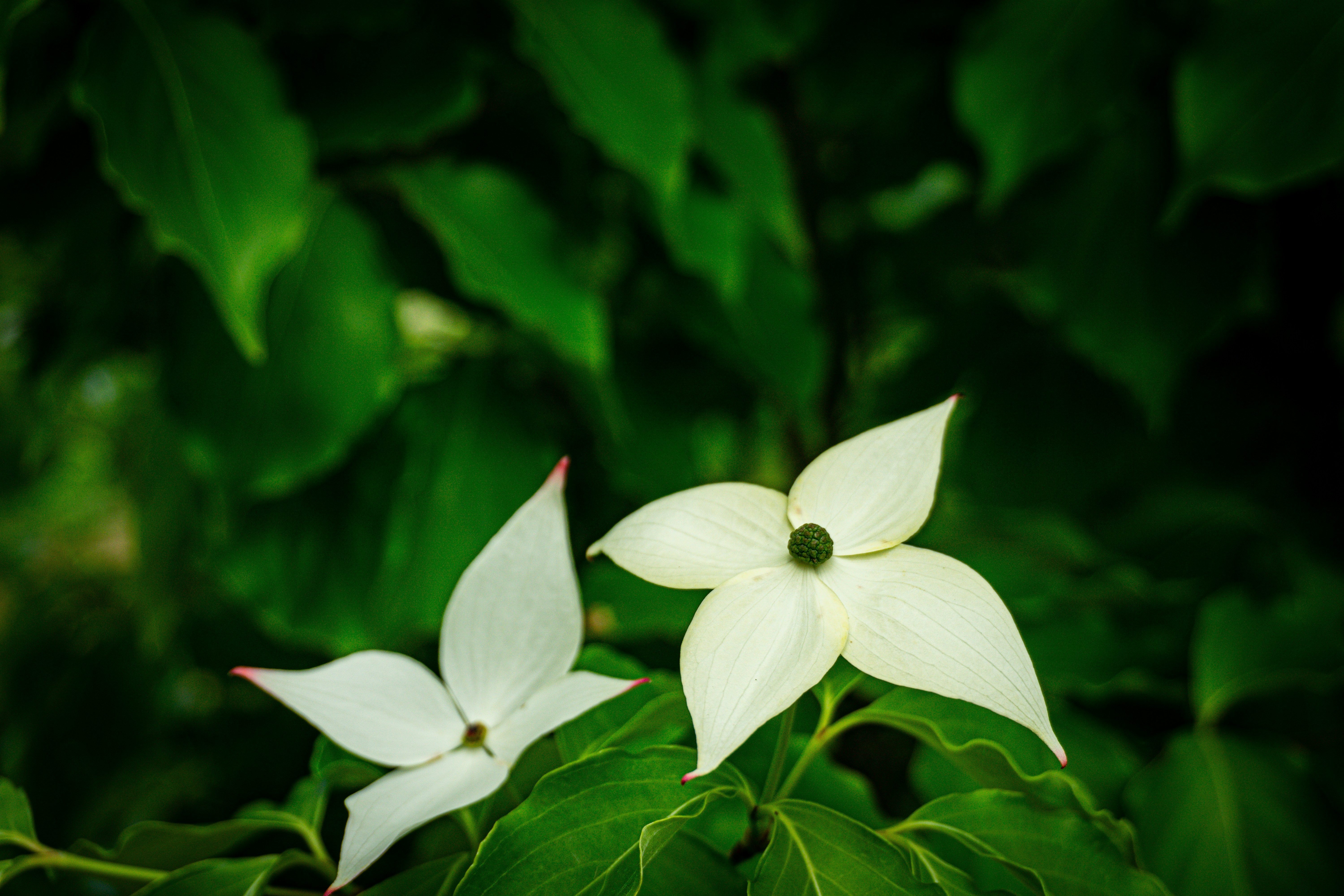 White Petals in a Green Canopy
