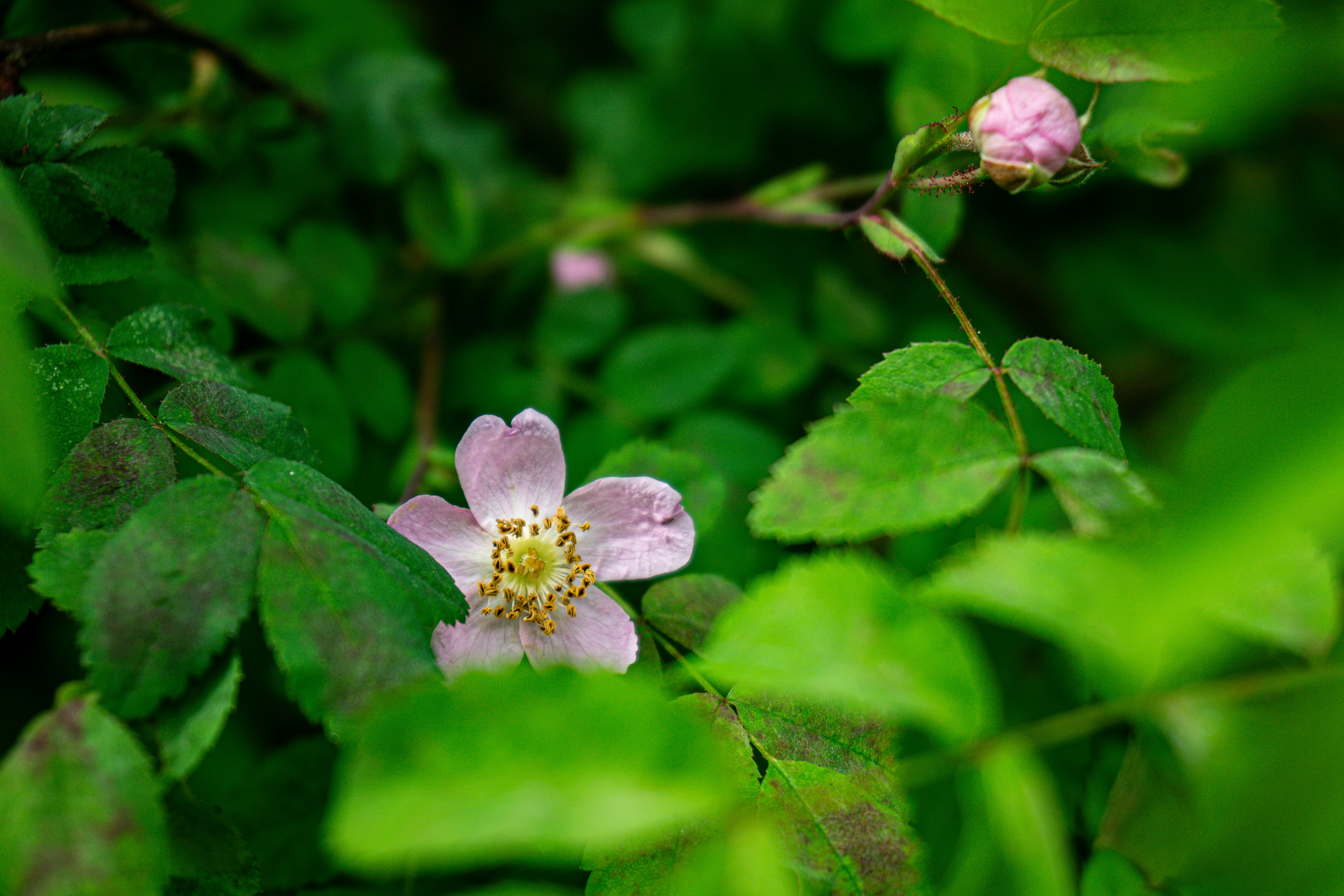 Soft Pink Bloom among Green Veil
