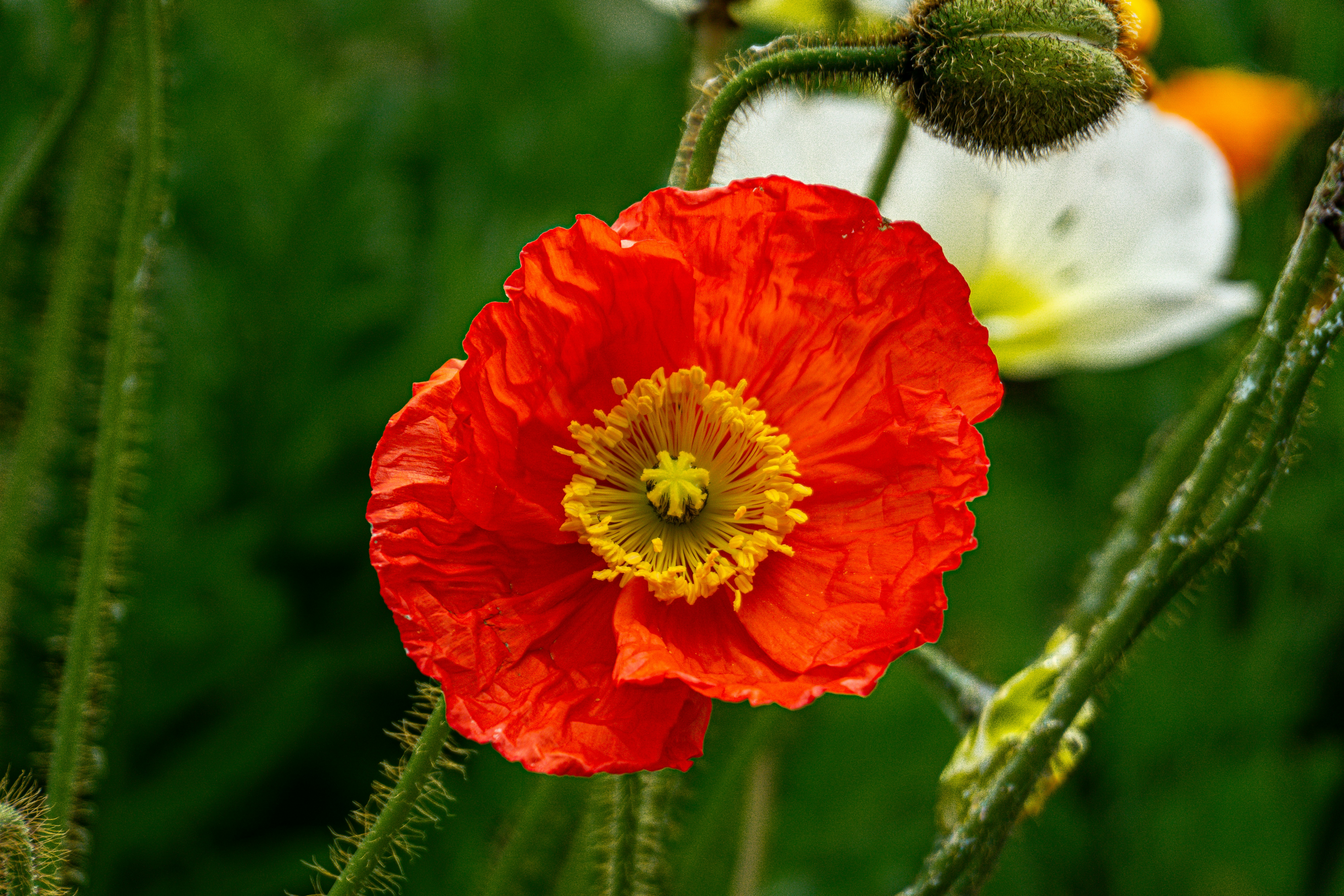 Crimson Poppy in Focus: A Nectar Dawn