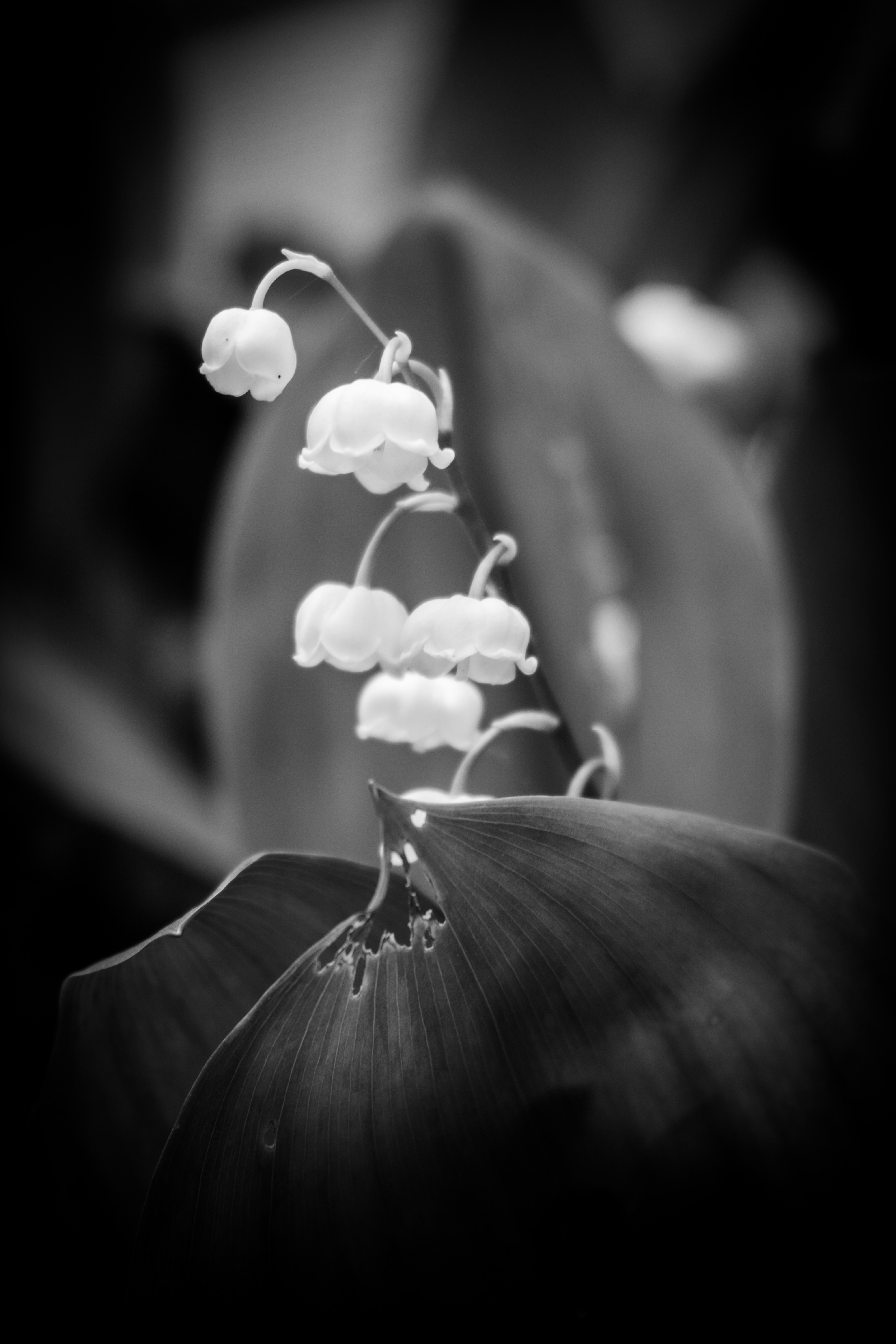 Lily of the Lily: Monochrome Cascade Above the Dark Leaf