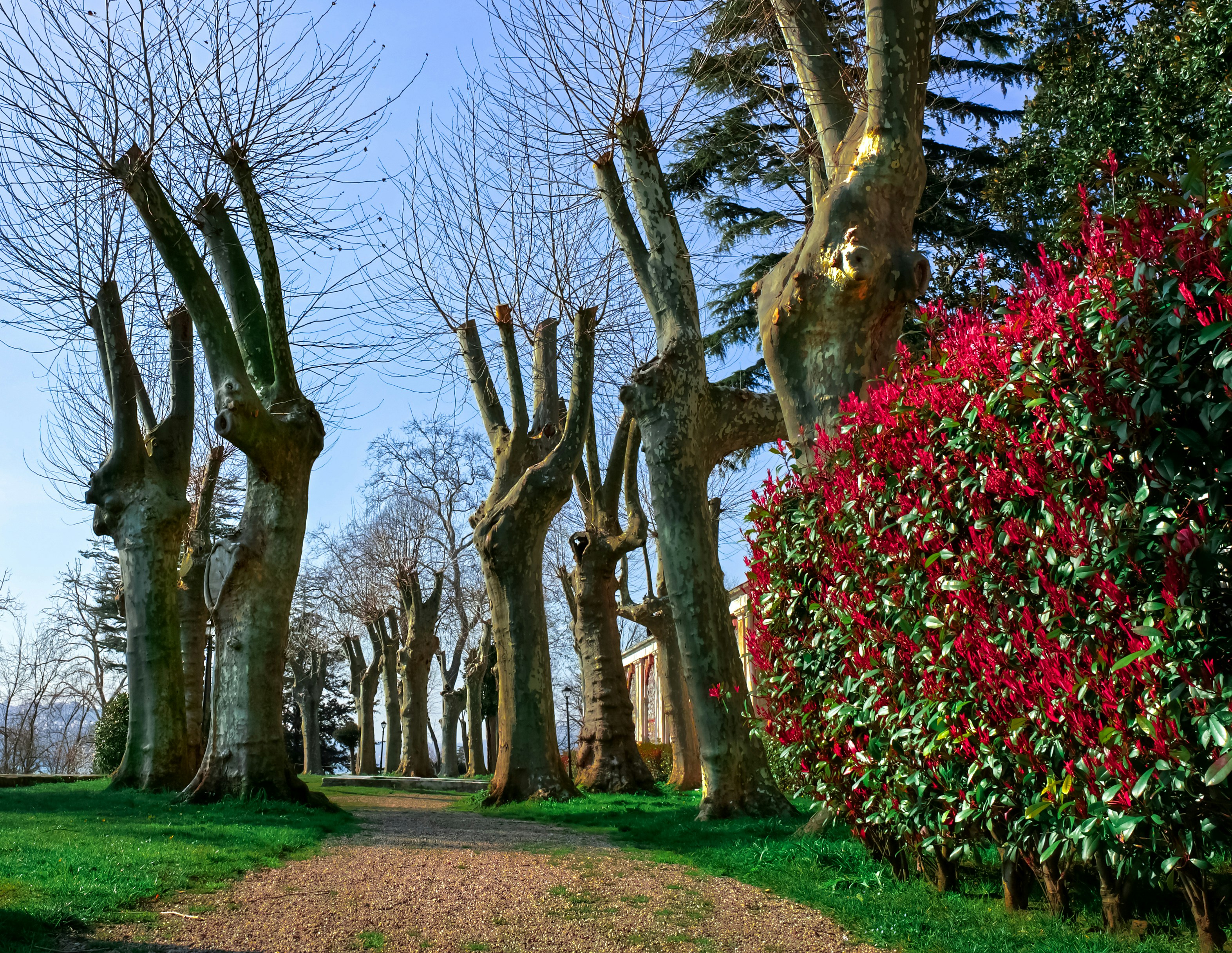 Tree-lined Pathway Framed by Pruned Giants and a Crimson Hedge