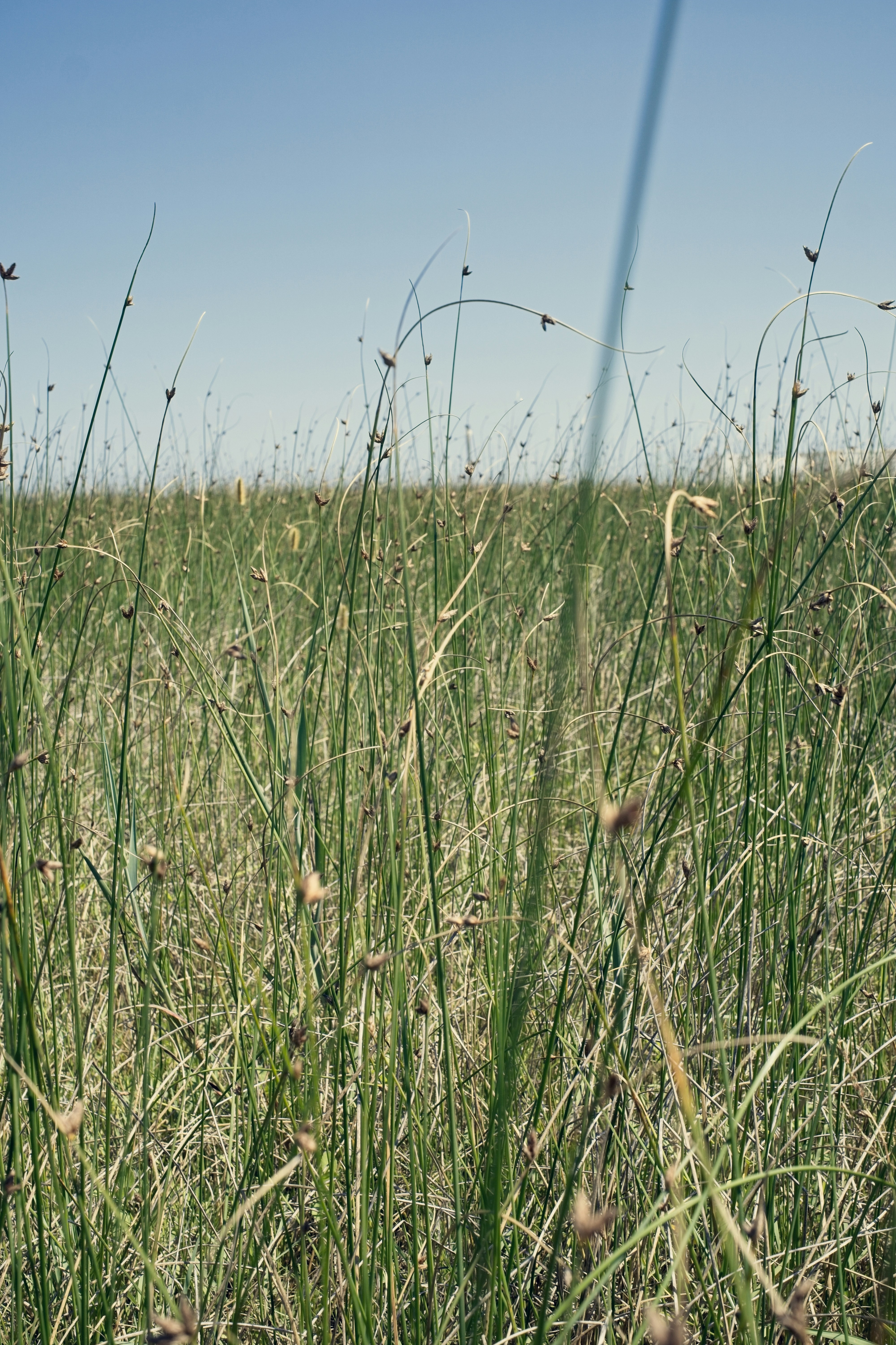 Sea of Tall Grass Under a Wide Blue Sky