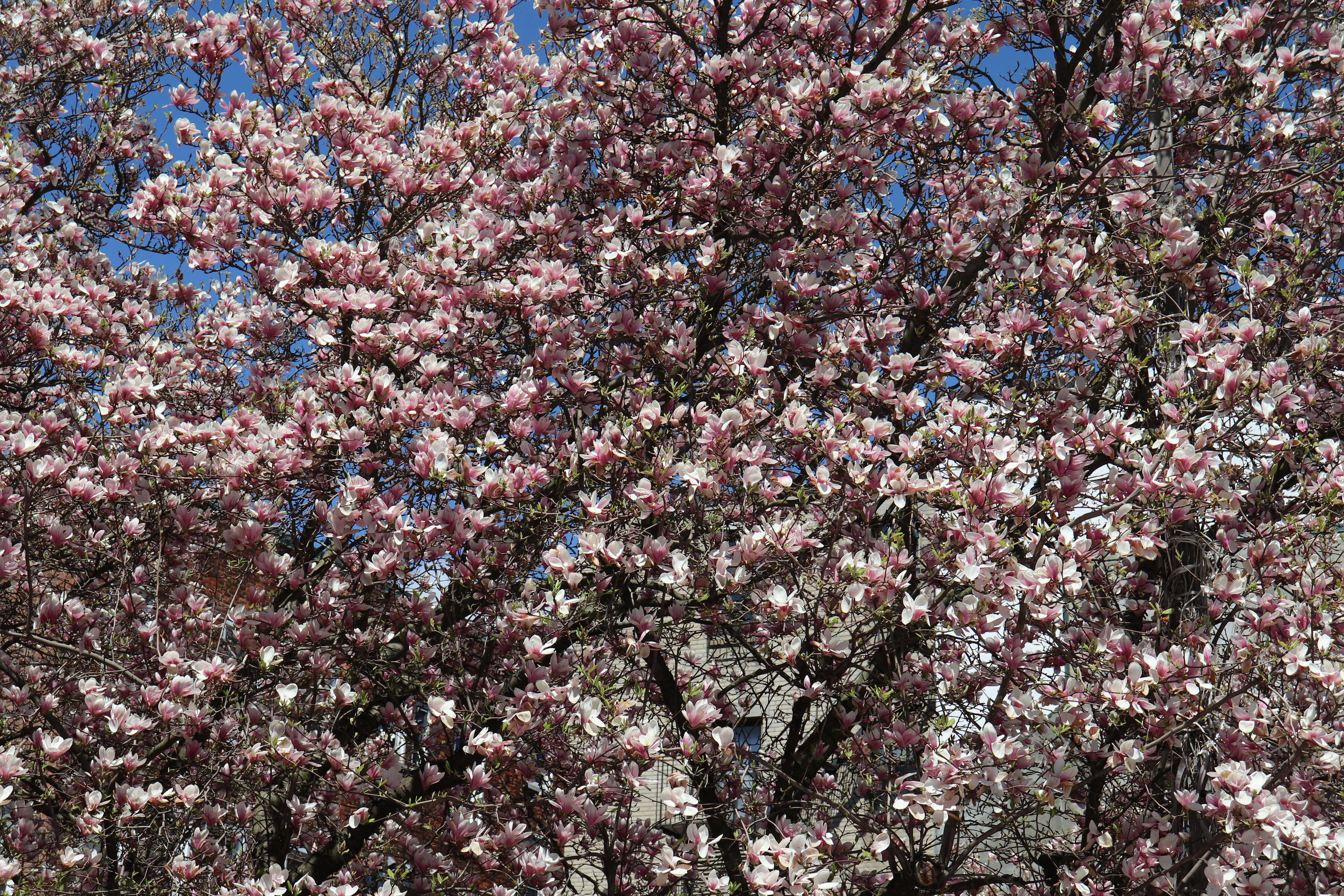 Blossoms in Bloom: Pink Petals Crown a Sunlit Canopy