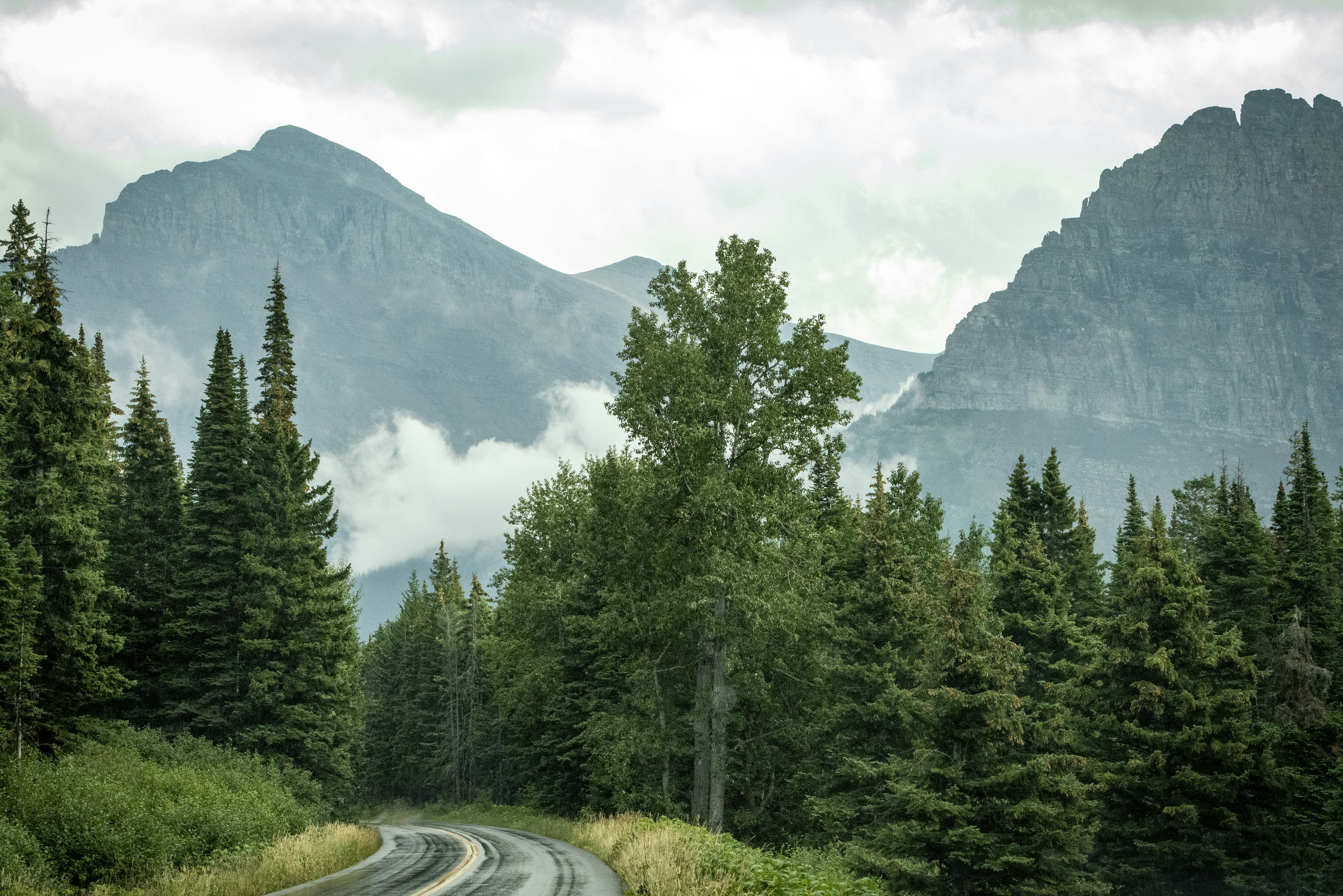 Winding Road Through an Alpine Forest