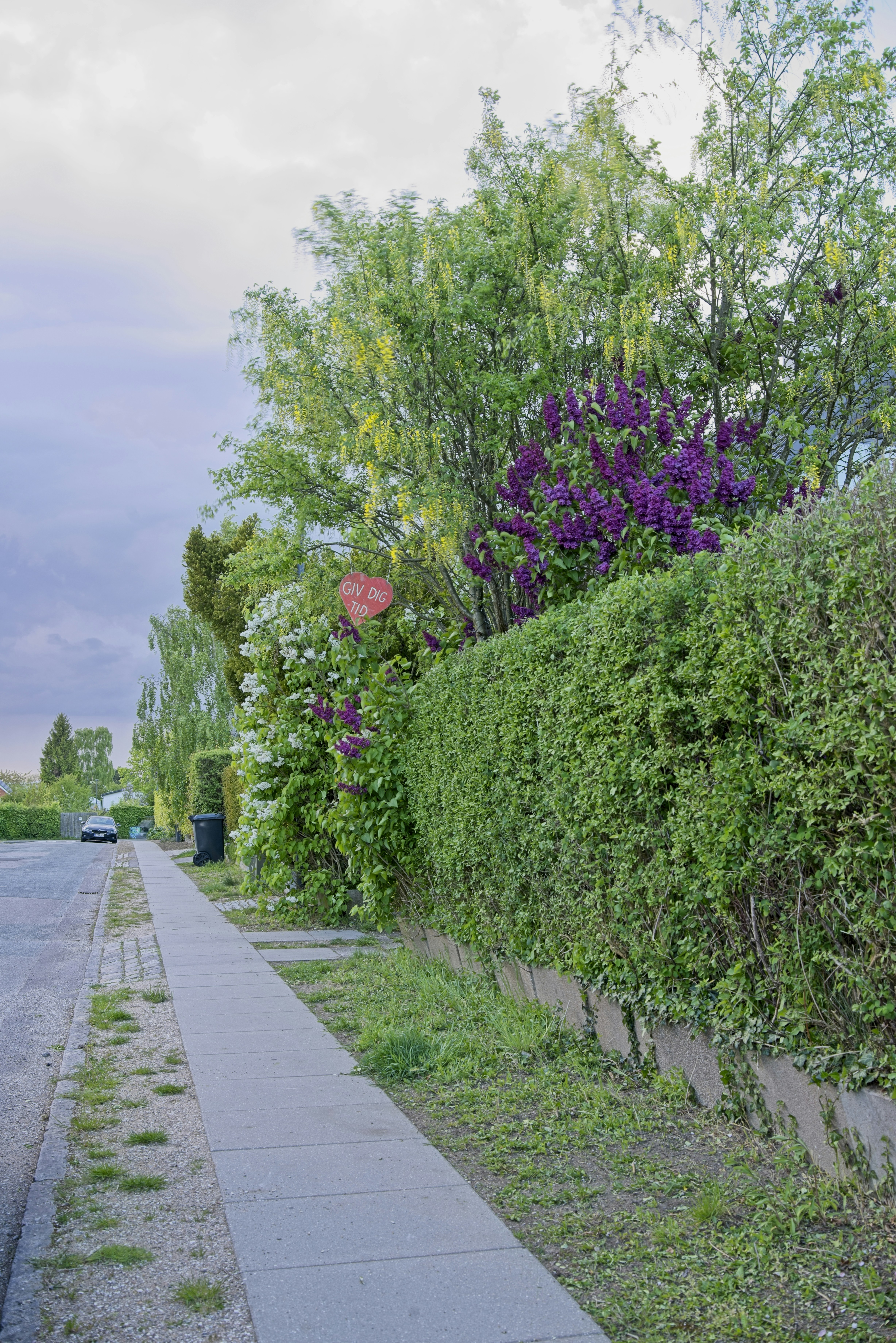Hedgeway Vista: Purple Blooms Over a Quiet Street