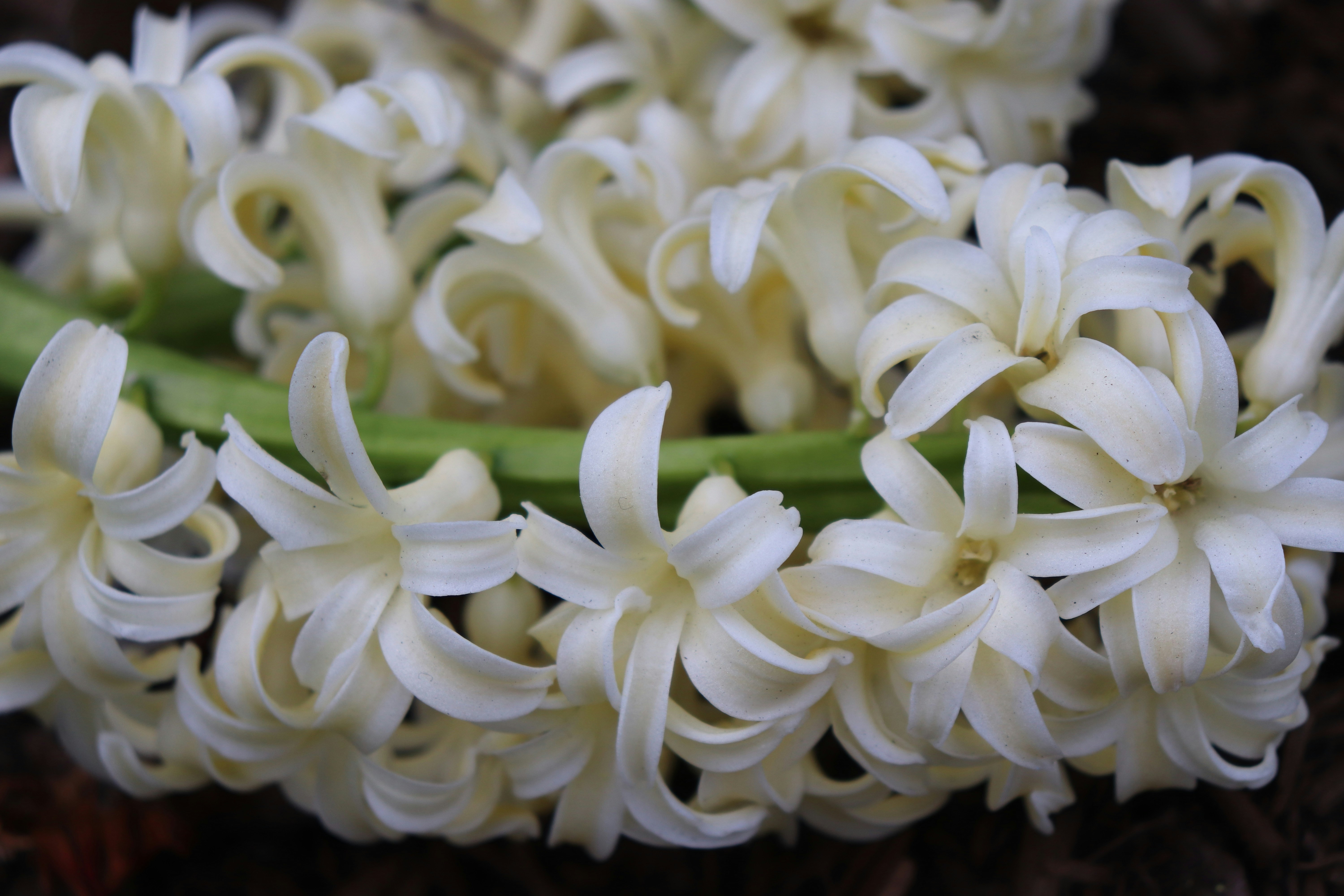 Whispers of White: a Hyacinth Carpet Close-Up