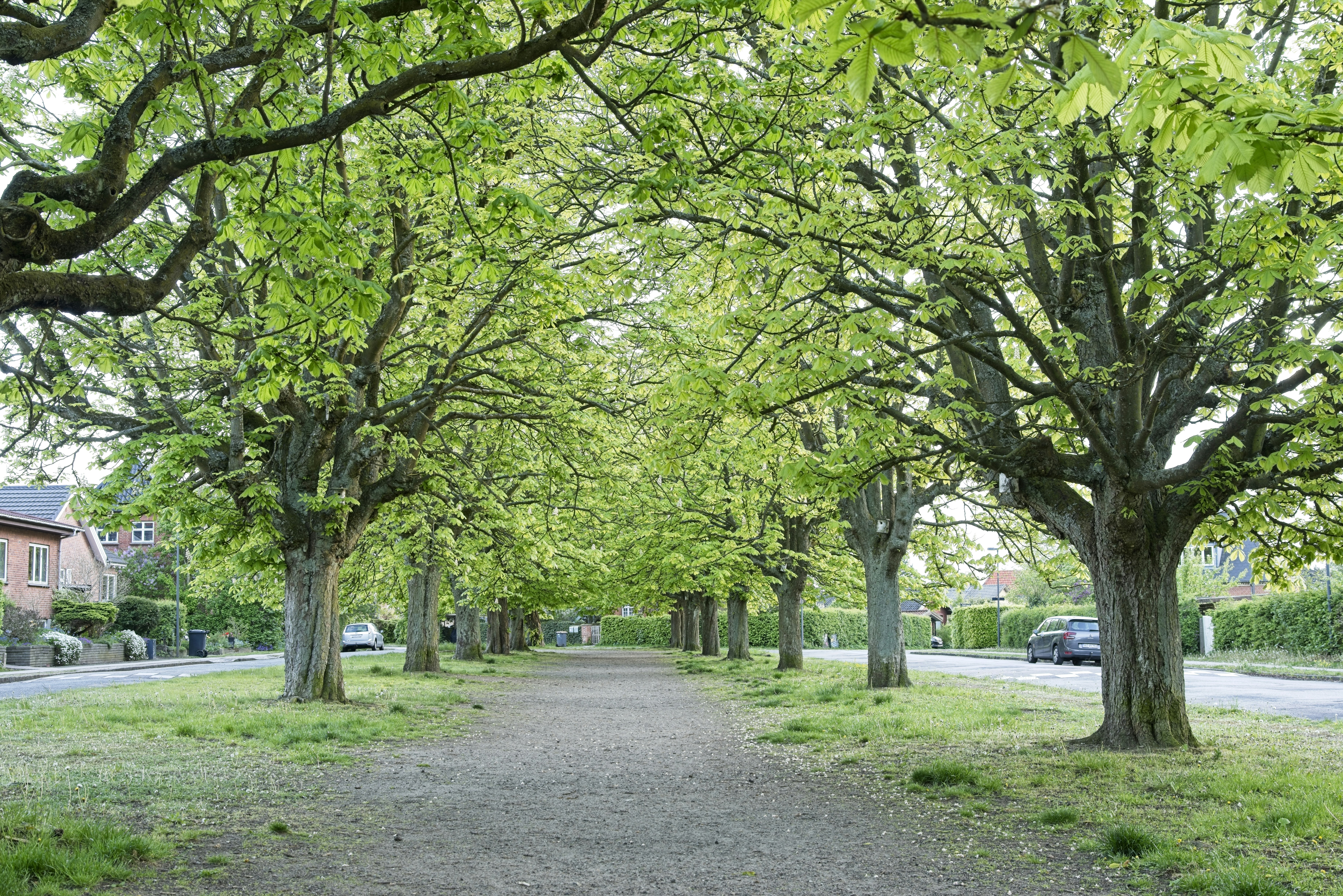 Canopy Corridor: A Leafy Avenue of Quiet Green Light