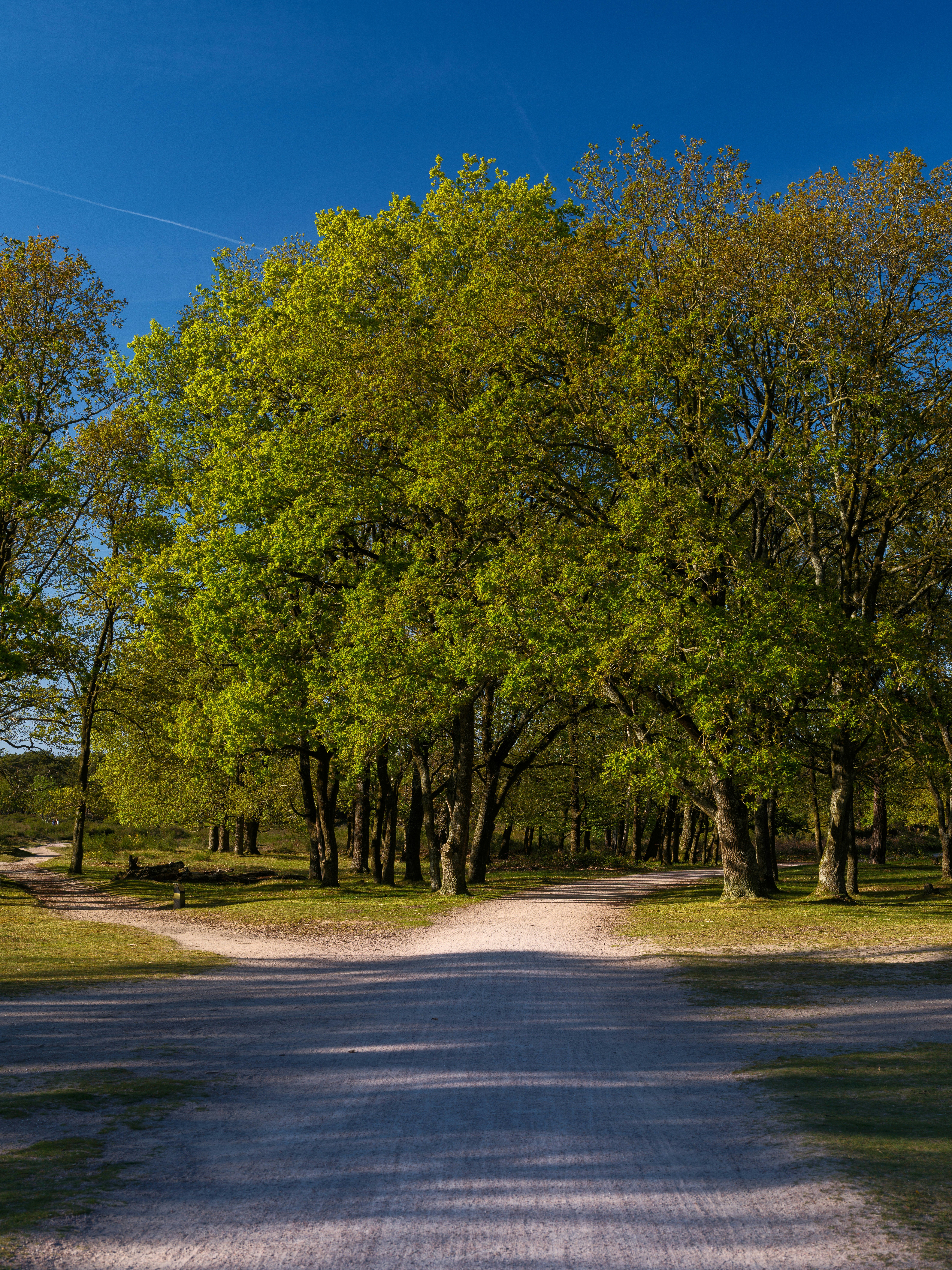 Sunlit canopy invites a forest road stroll