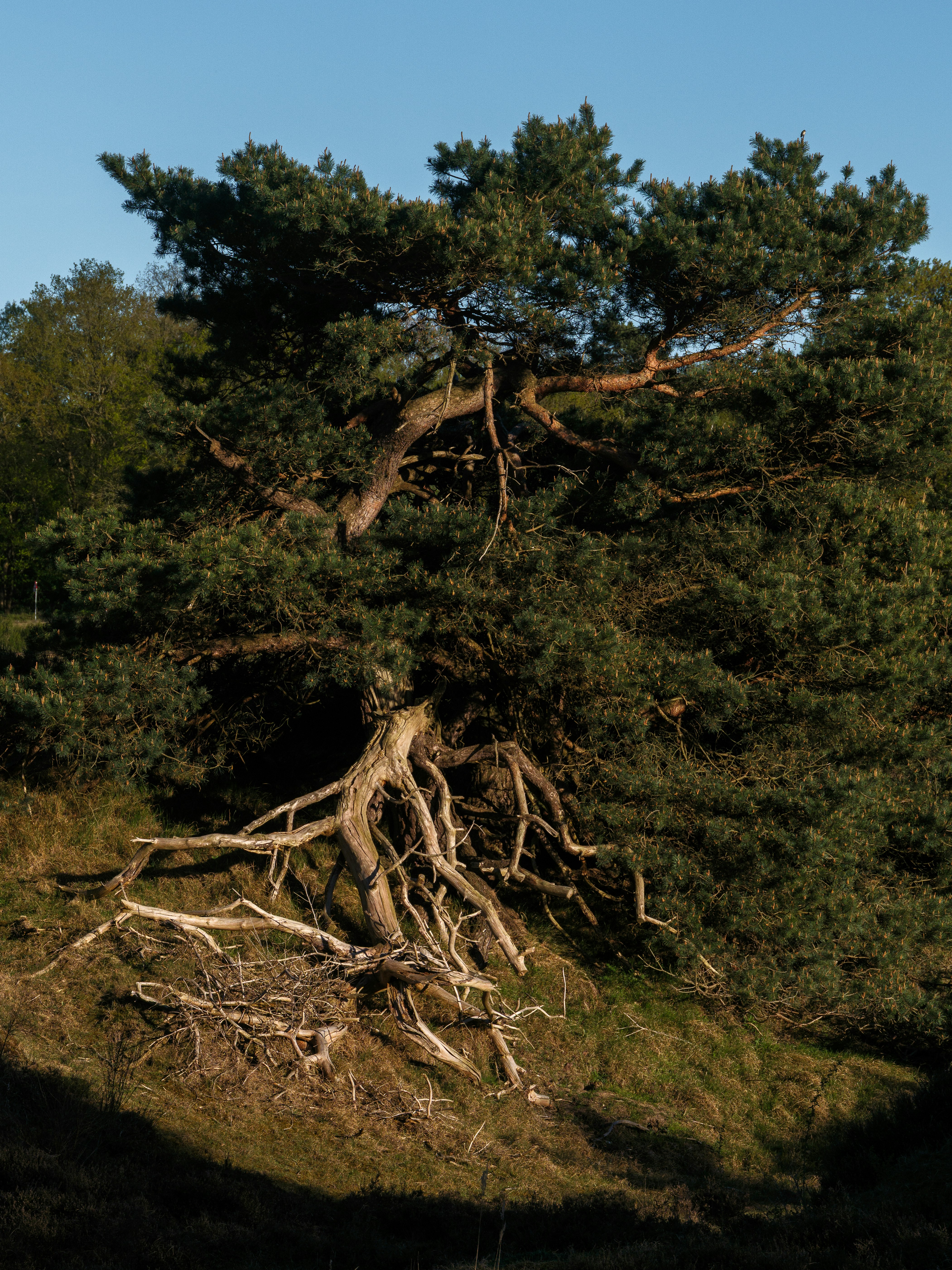 Twisted Roots at the Edge of Light