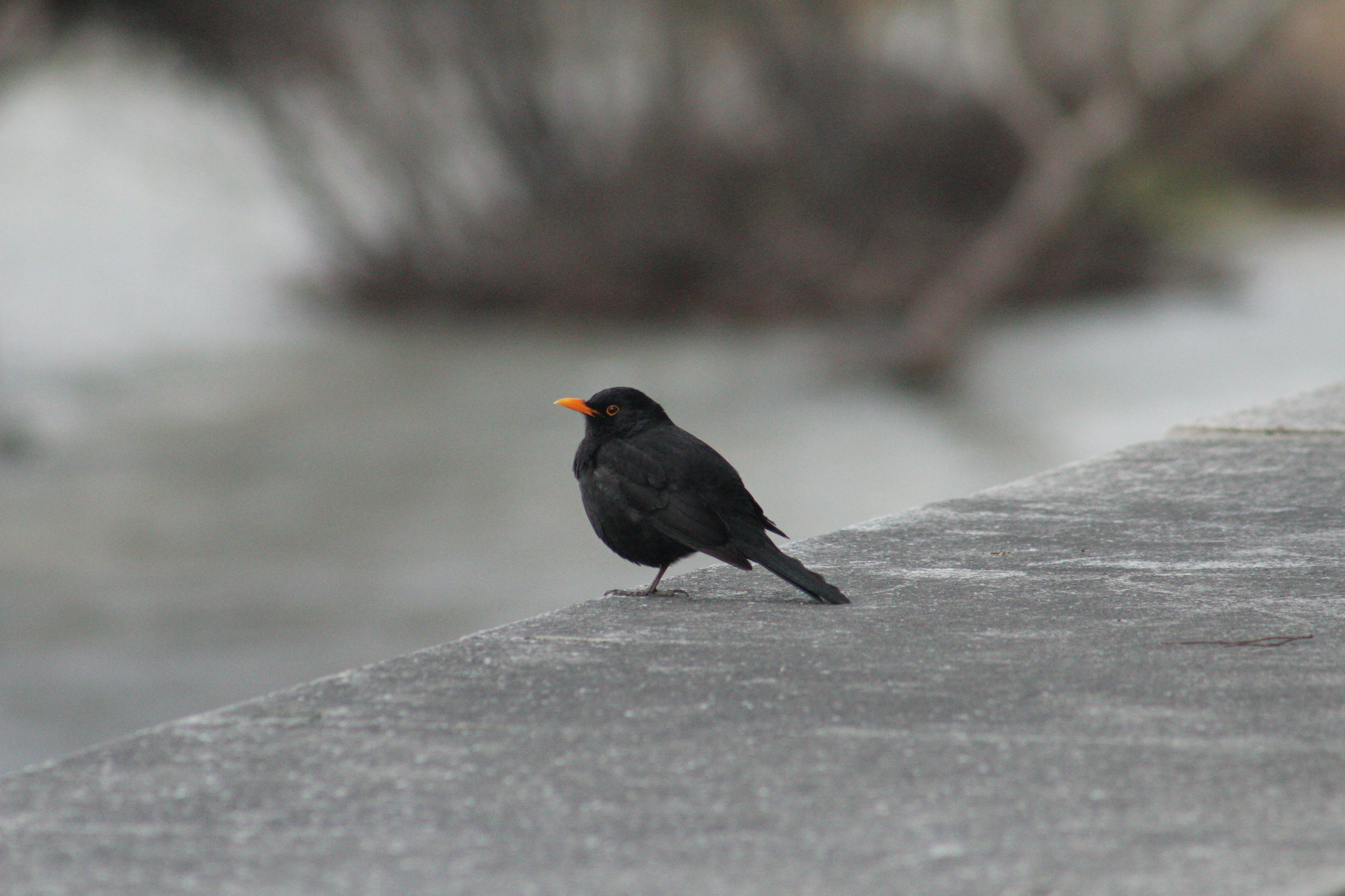 Small blackbird with orange beak stands on a gray concrete quay beside a softly blurred water background.