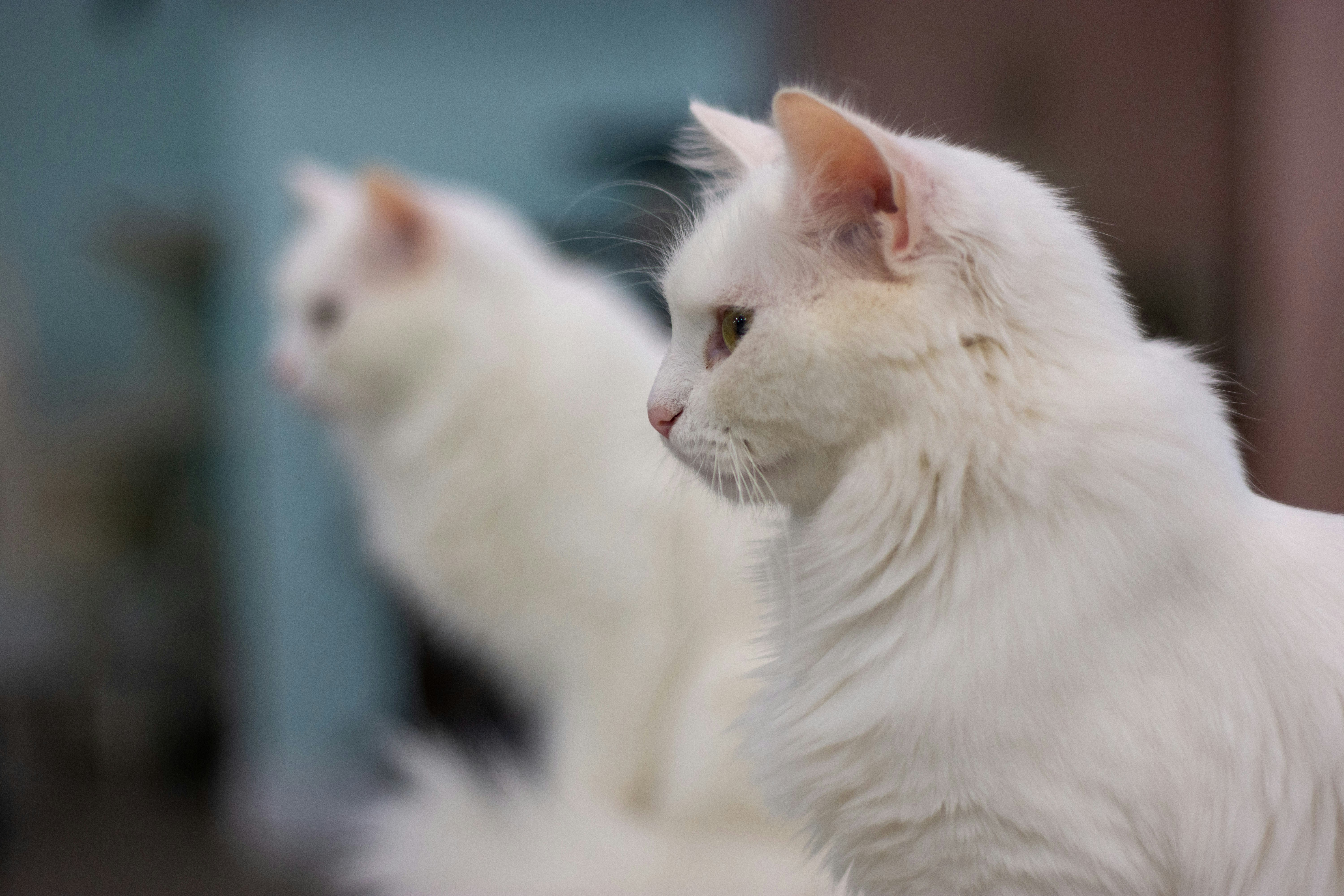 White Quiet Watcher: A Pair of Cats in Soft Focus