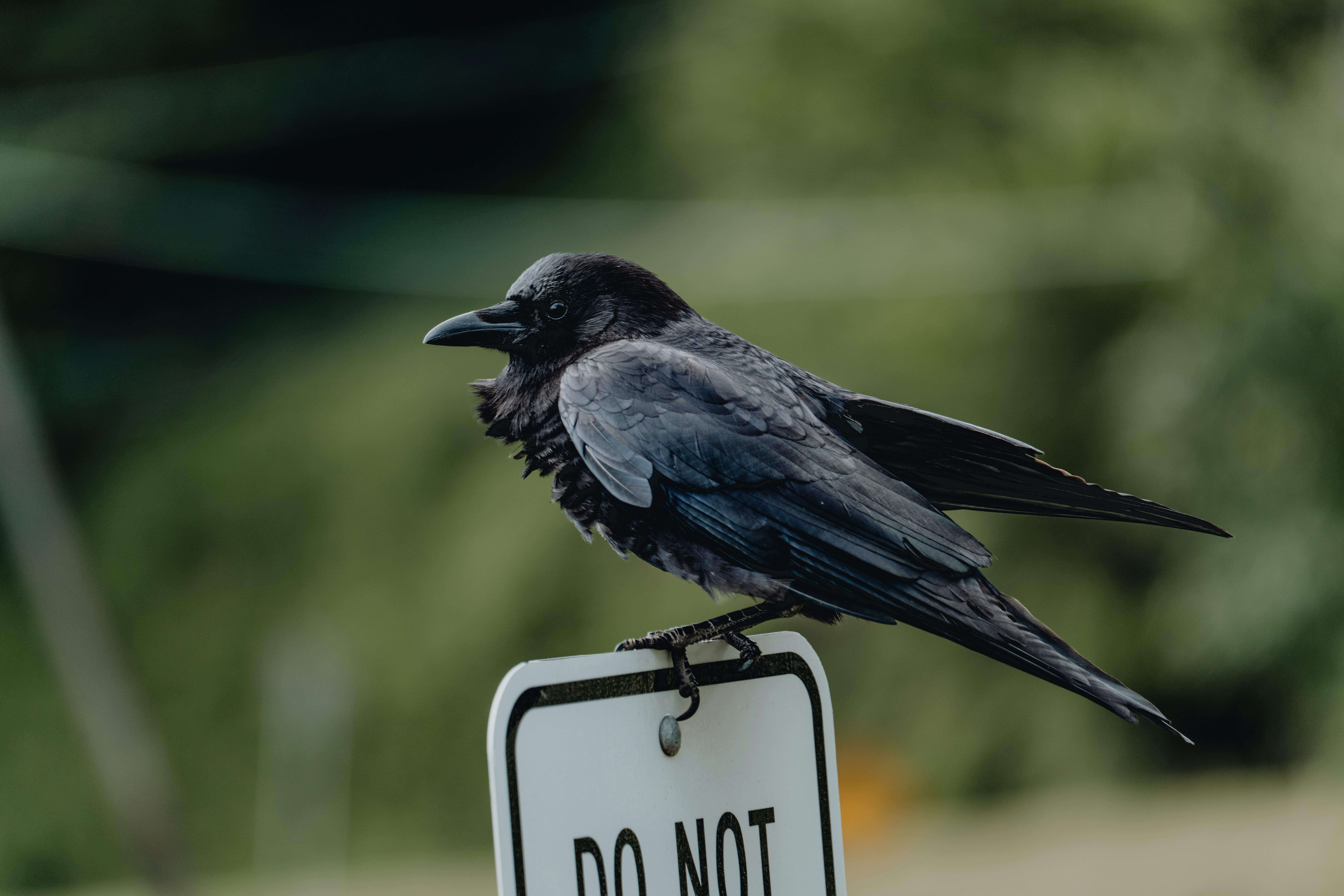 Raven on a Signpost: Watchful Peak of the Wetland