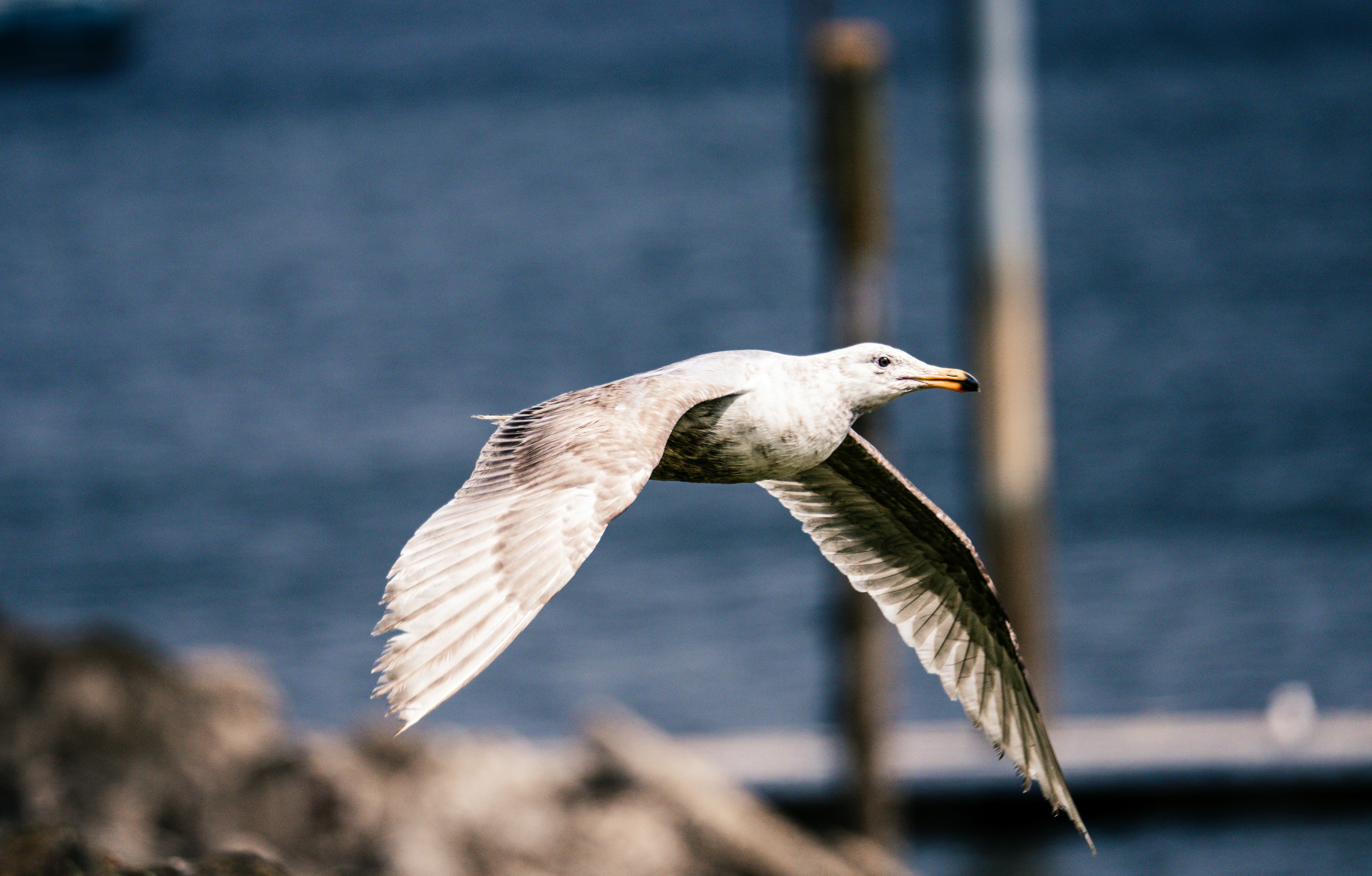 Winged Glide Over a Quiet Pier