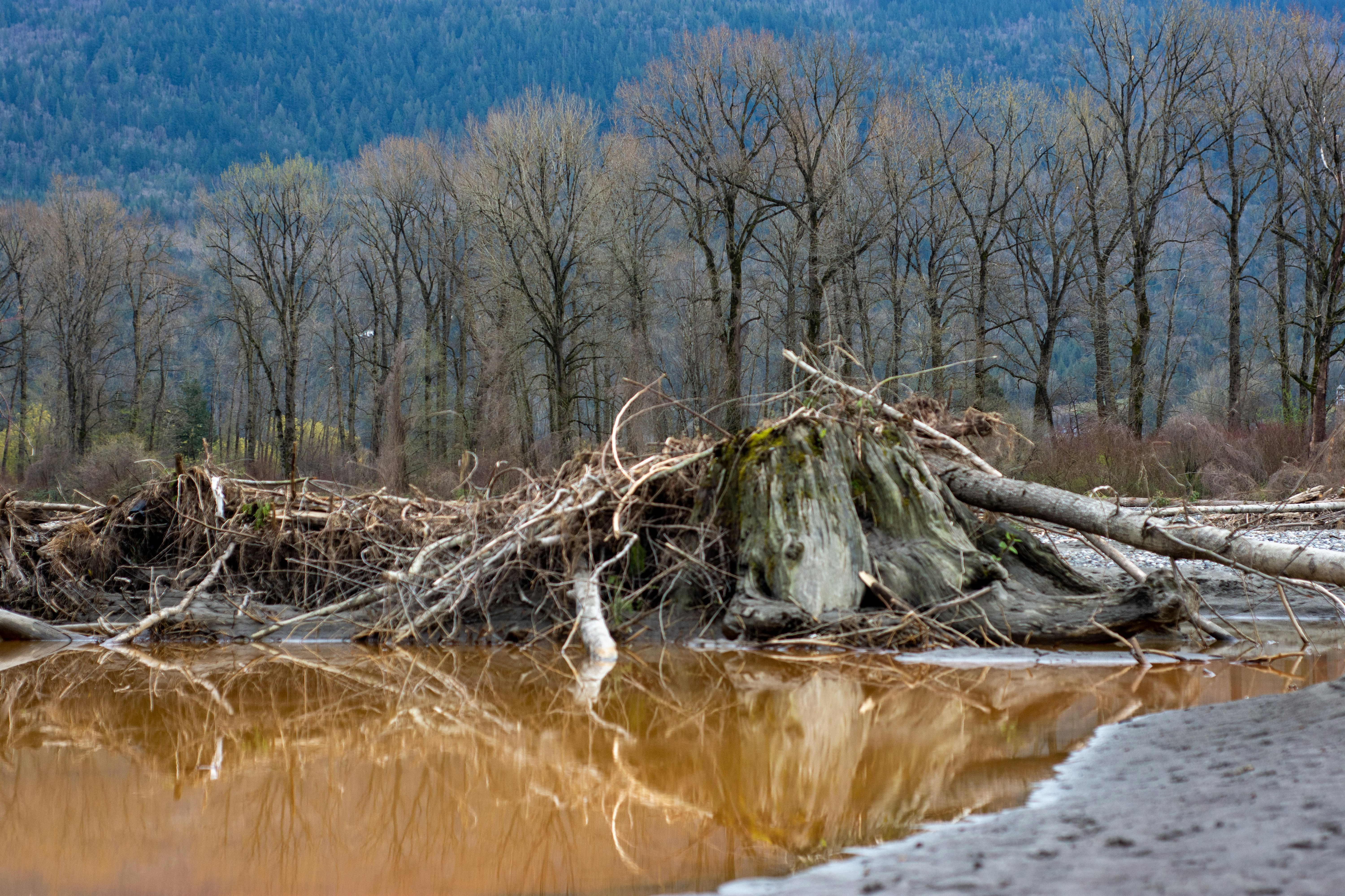 Abandoned Driftwood Fortress at the River’s Edge