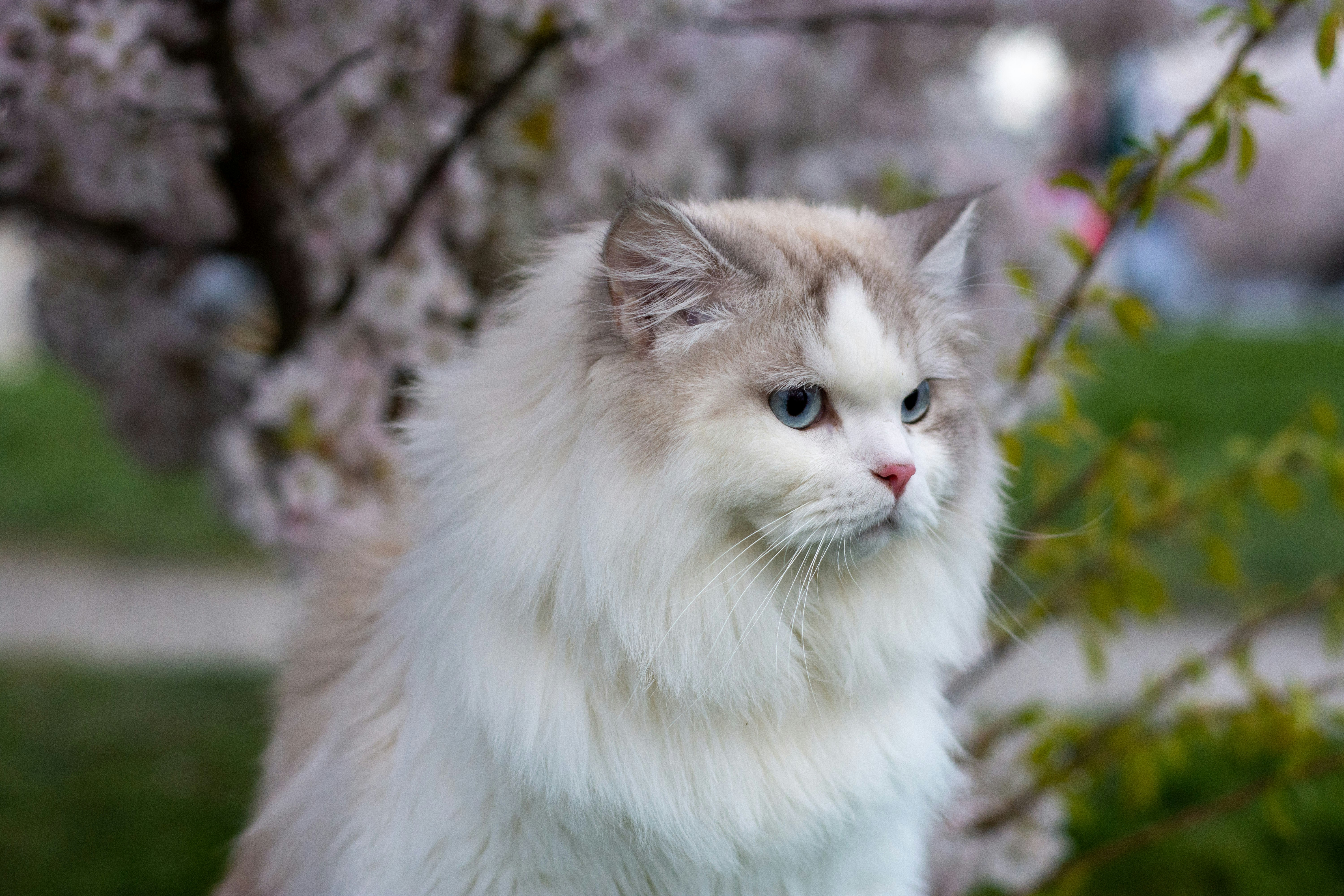 Soft-Whiskered Gaze Among Blossom Clouds