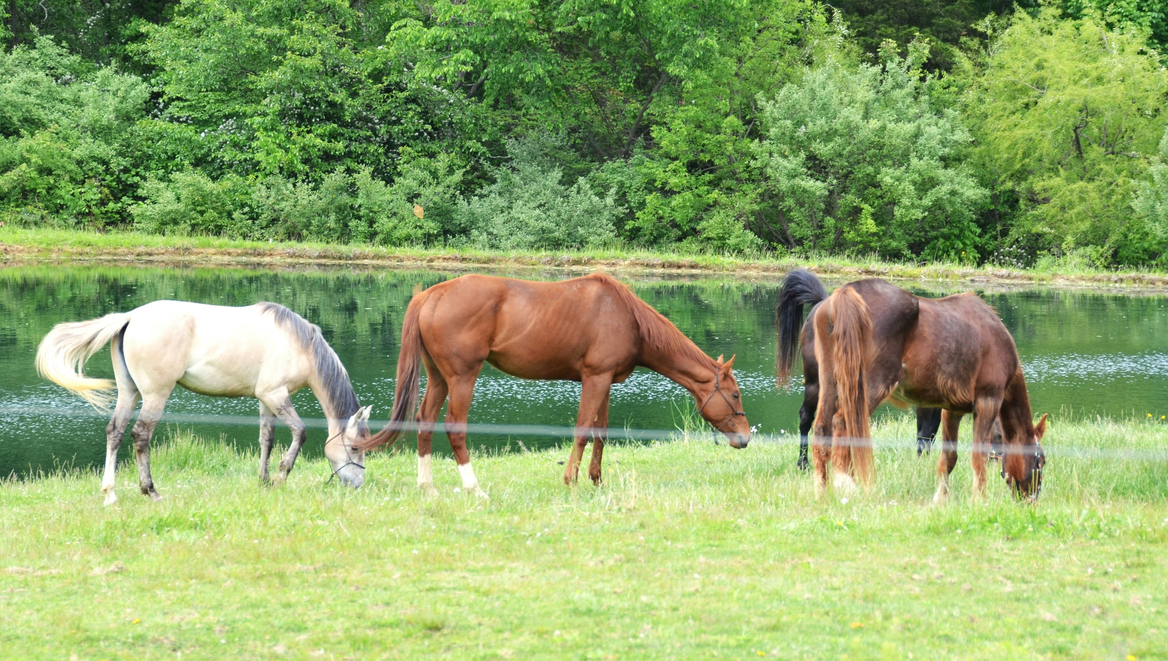 Pasture Choir: Four Horses at Dusk-Golden Grasses by the Quiet Pond
