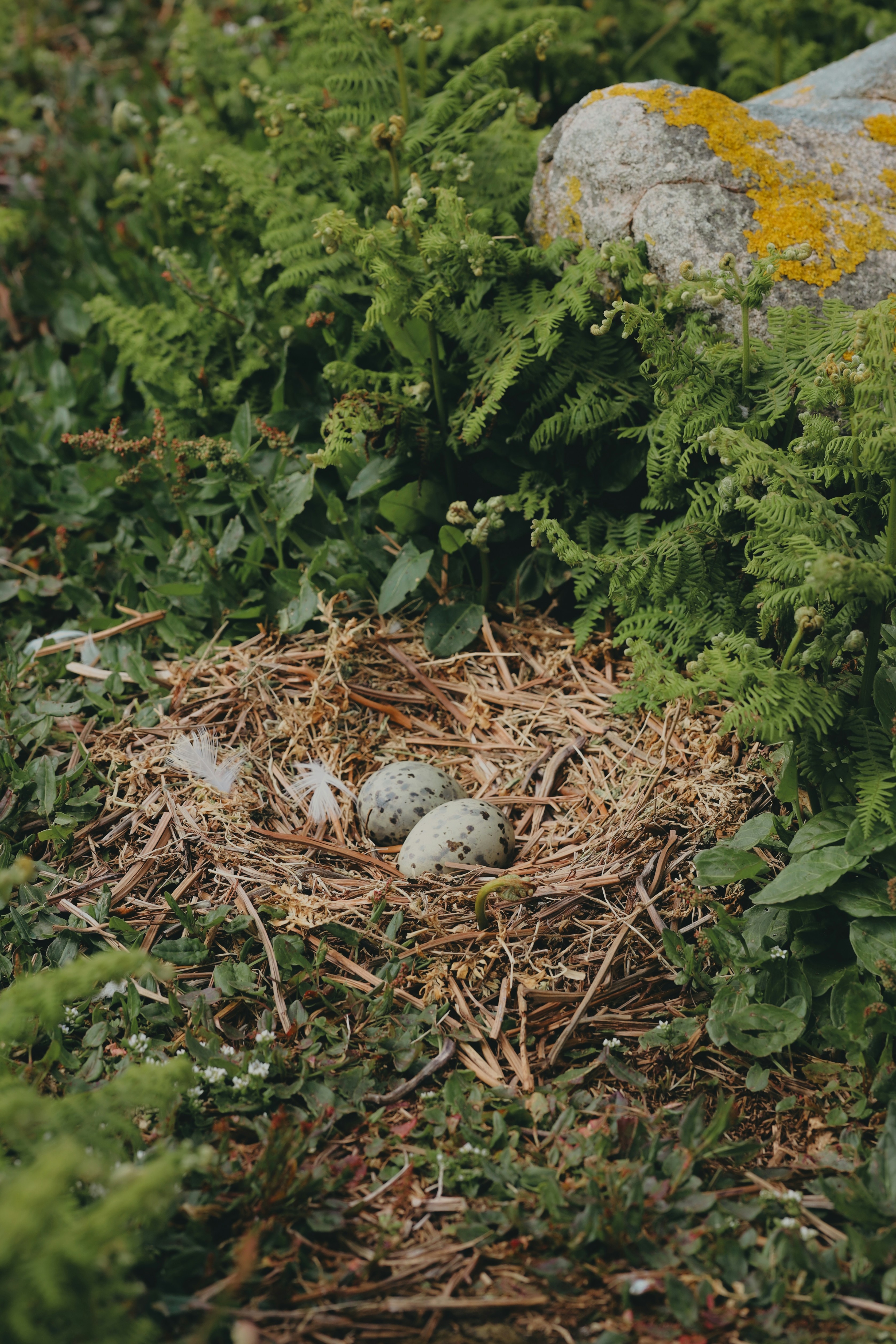 Hidden Nest Among Leaves: A Quiet Spring Moment