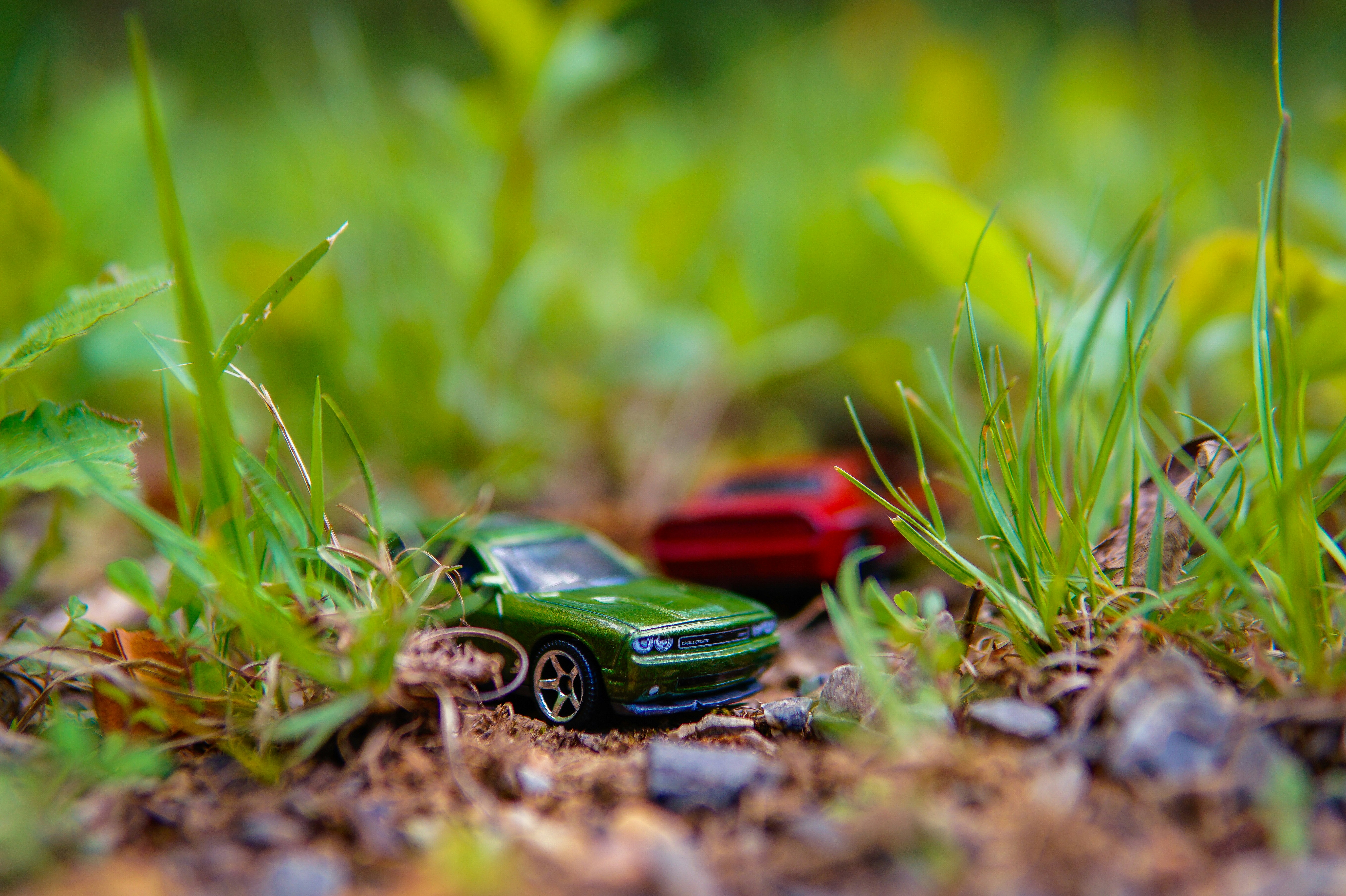 Miniature Car Rally in a Forest Patch