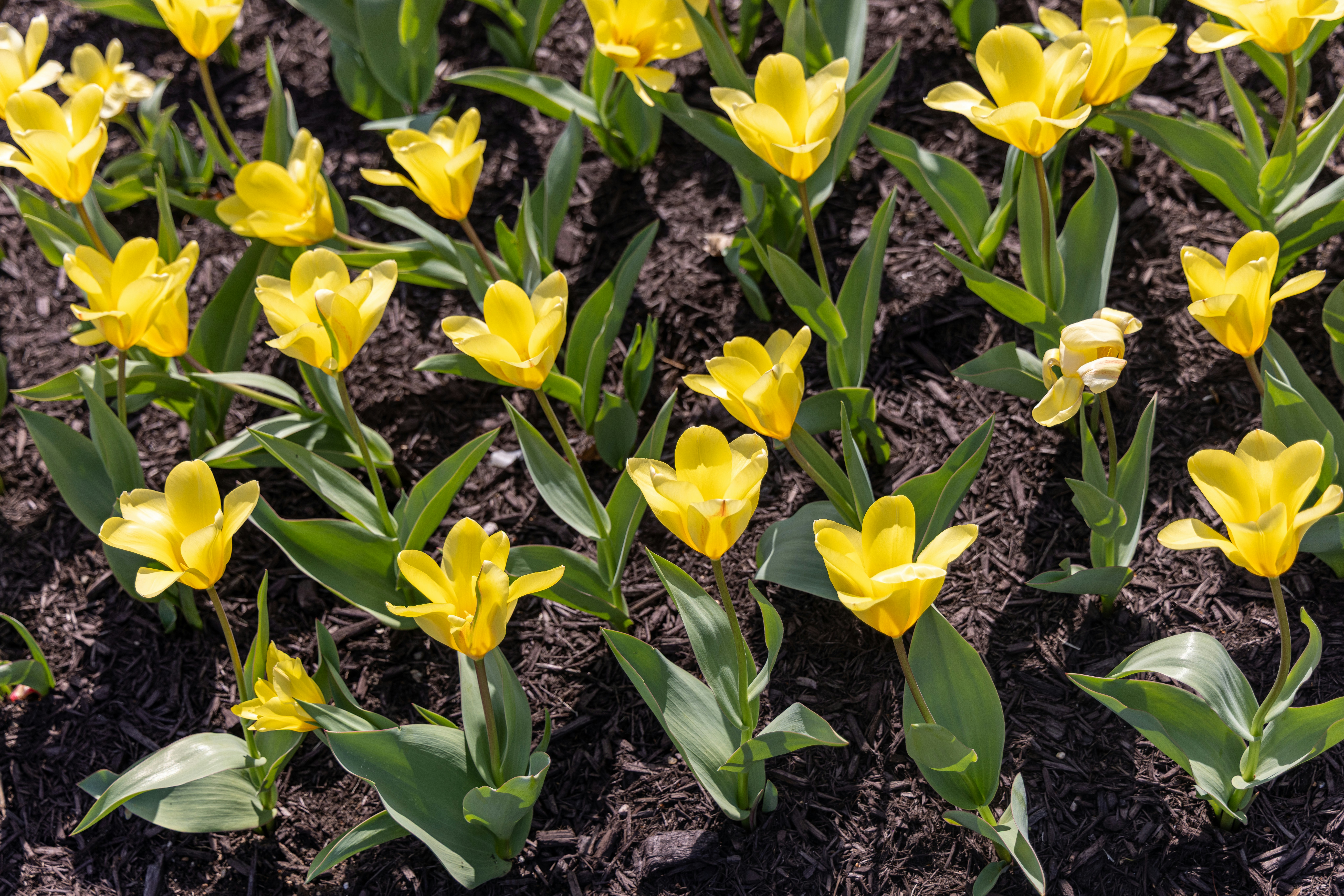 Sunlit Tulip Patch: Golden Cups in Dark Soil