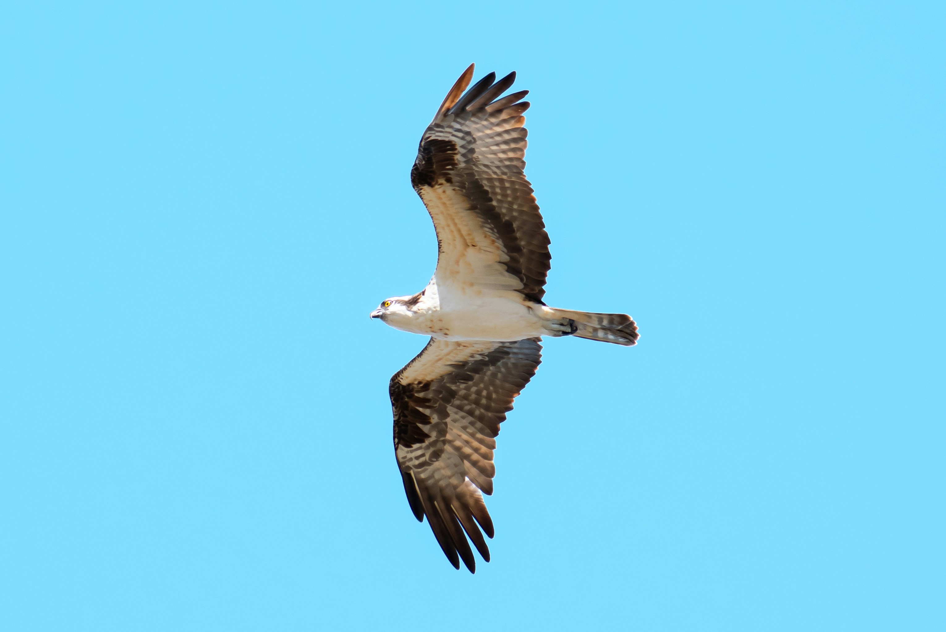 Soaring in Clear Sky: A Red-tailed Eagle Glides with Wings Spread