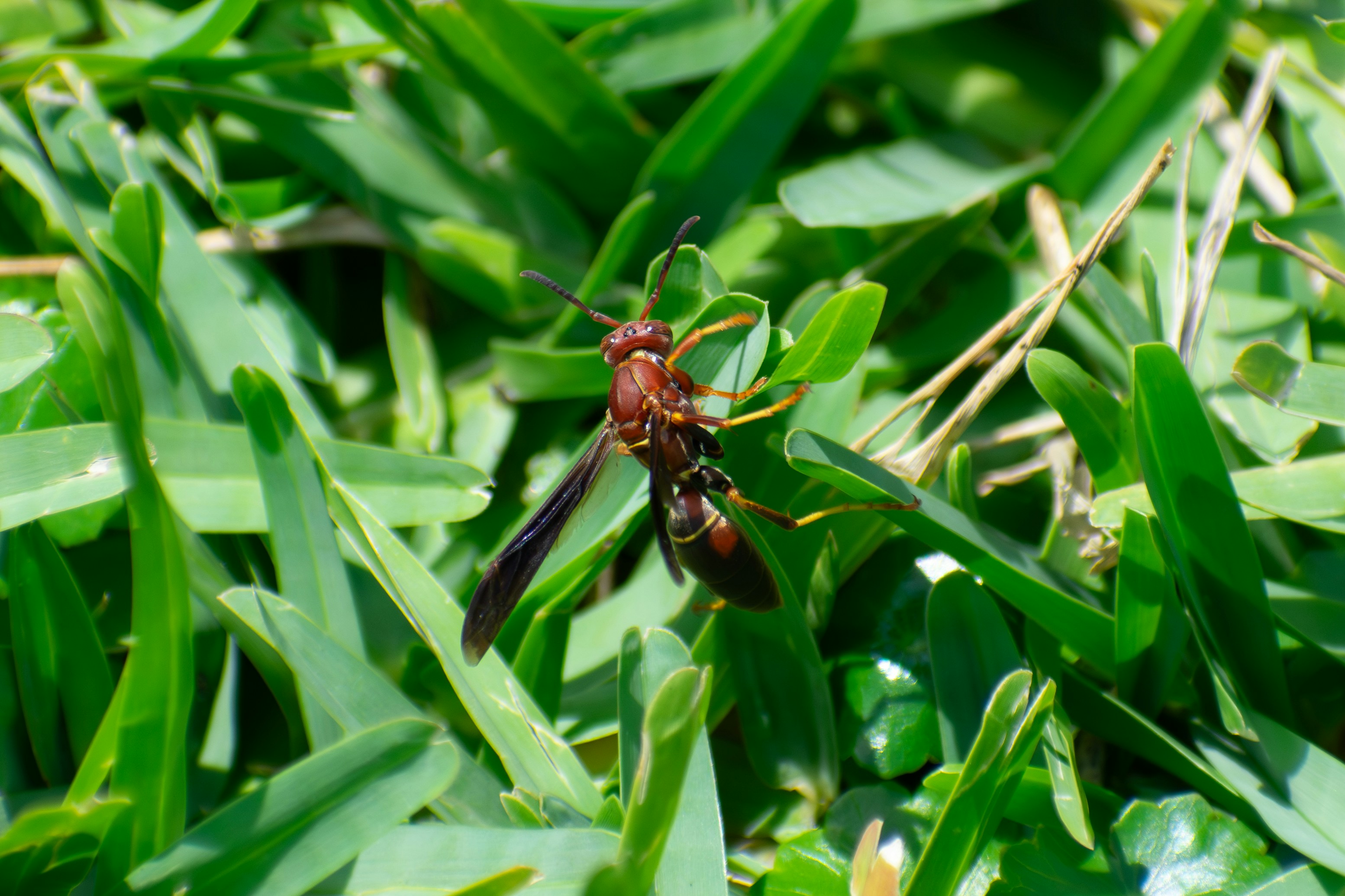 Wasp in a Sea of Grass: Close-Up on a Sting in the Green