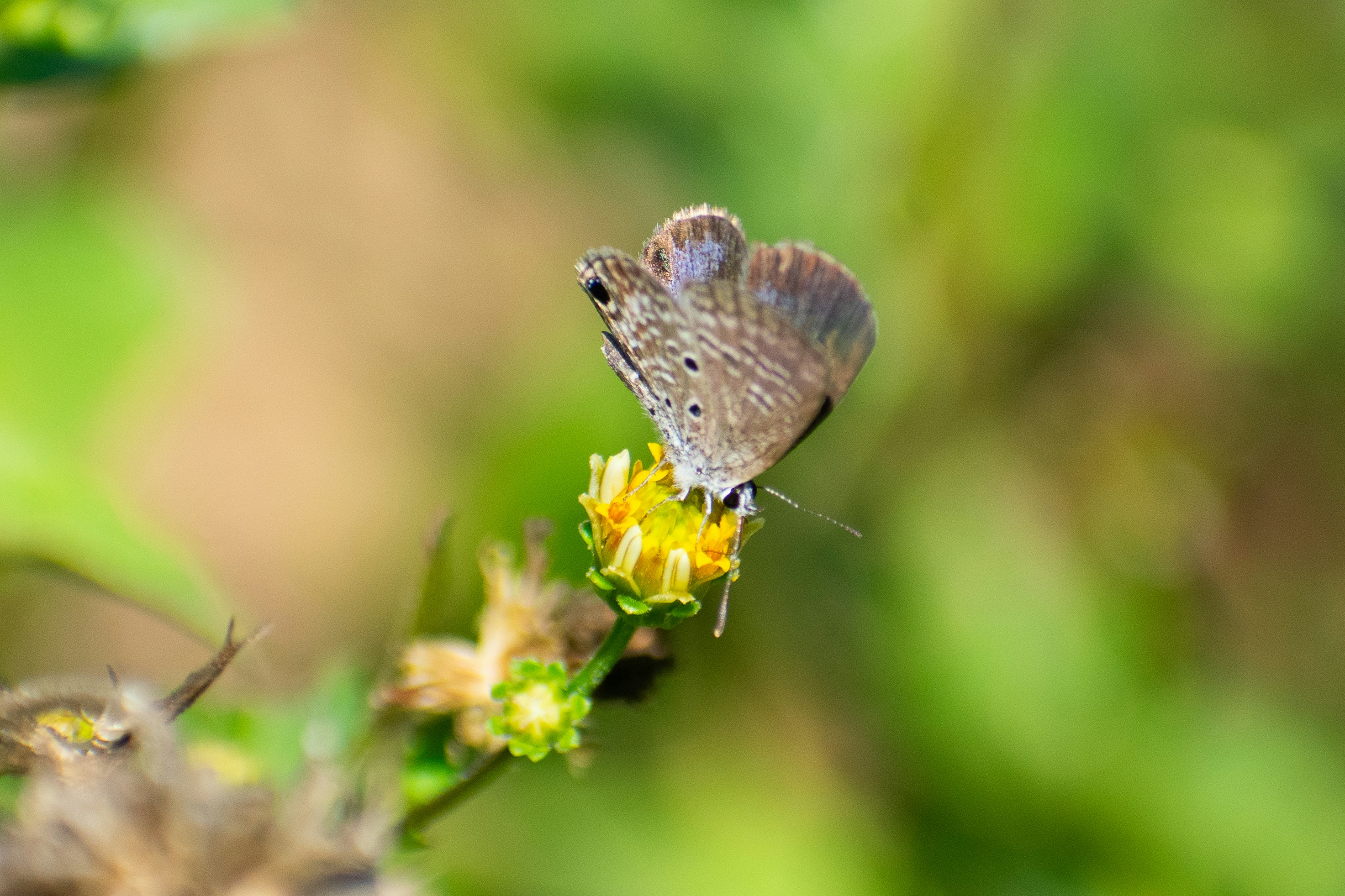 Butterfly on a Sunlit Bloom: A Moment of Fragile Detail