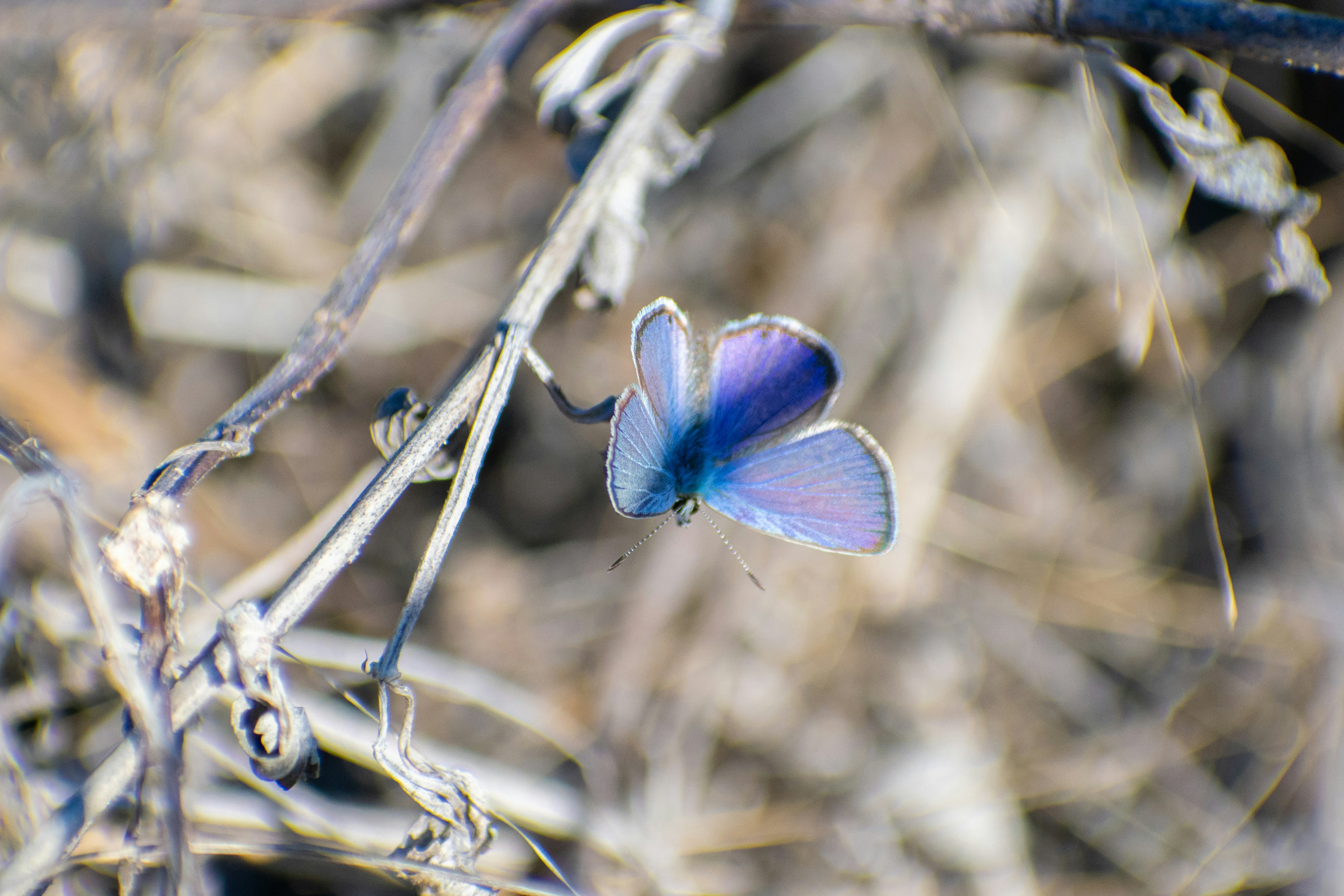 Azure Wing on Dry Gray: A Delicate Flutter in Winter Scrub
