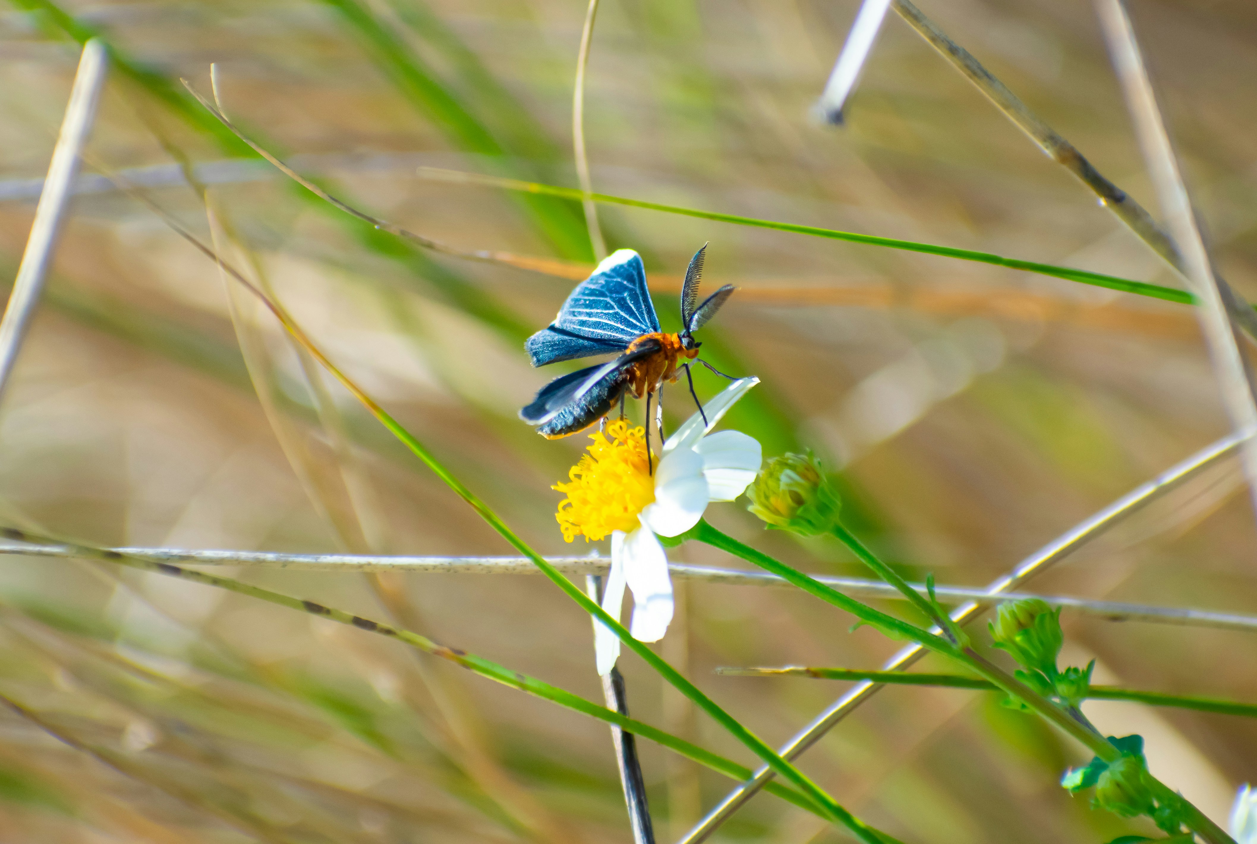 Azure Wings on a Golden Bloom