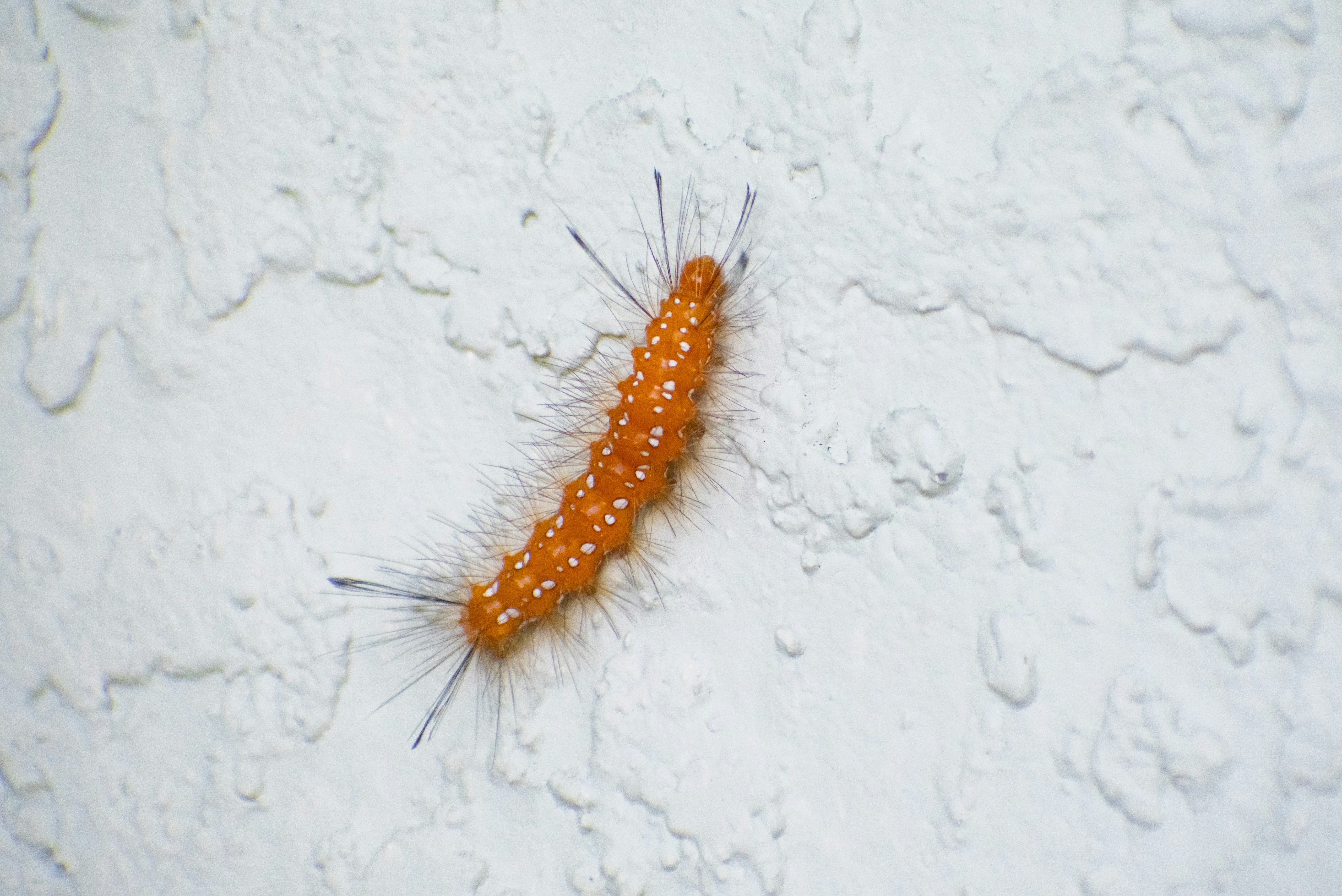 Orange larva on a textured white surface with spiky bristles