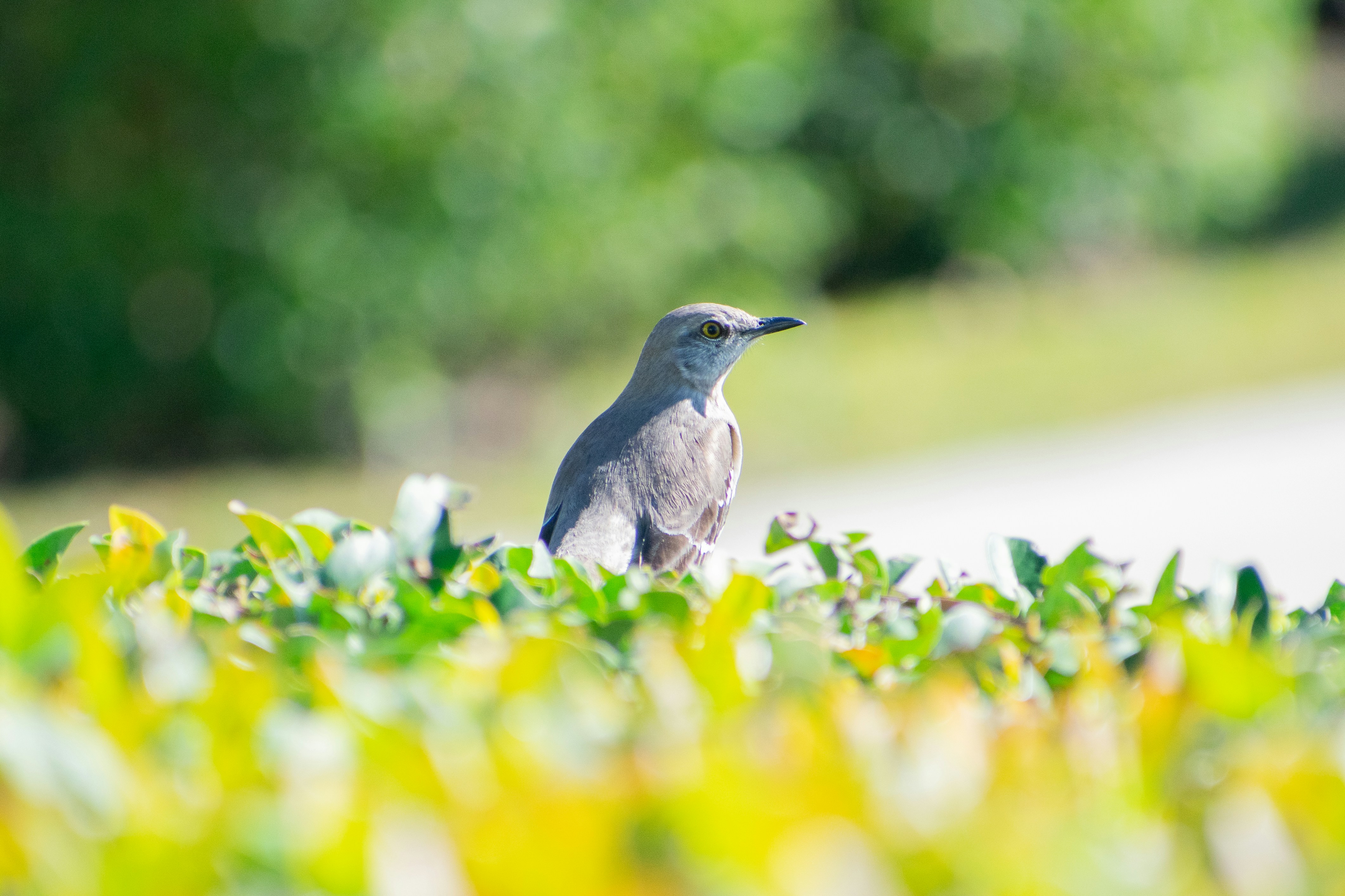 Grey Bird in a Sunlit Hedge