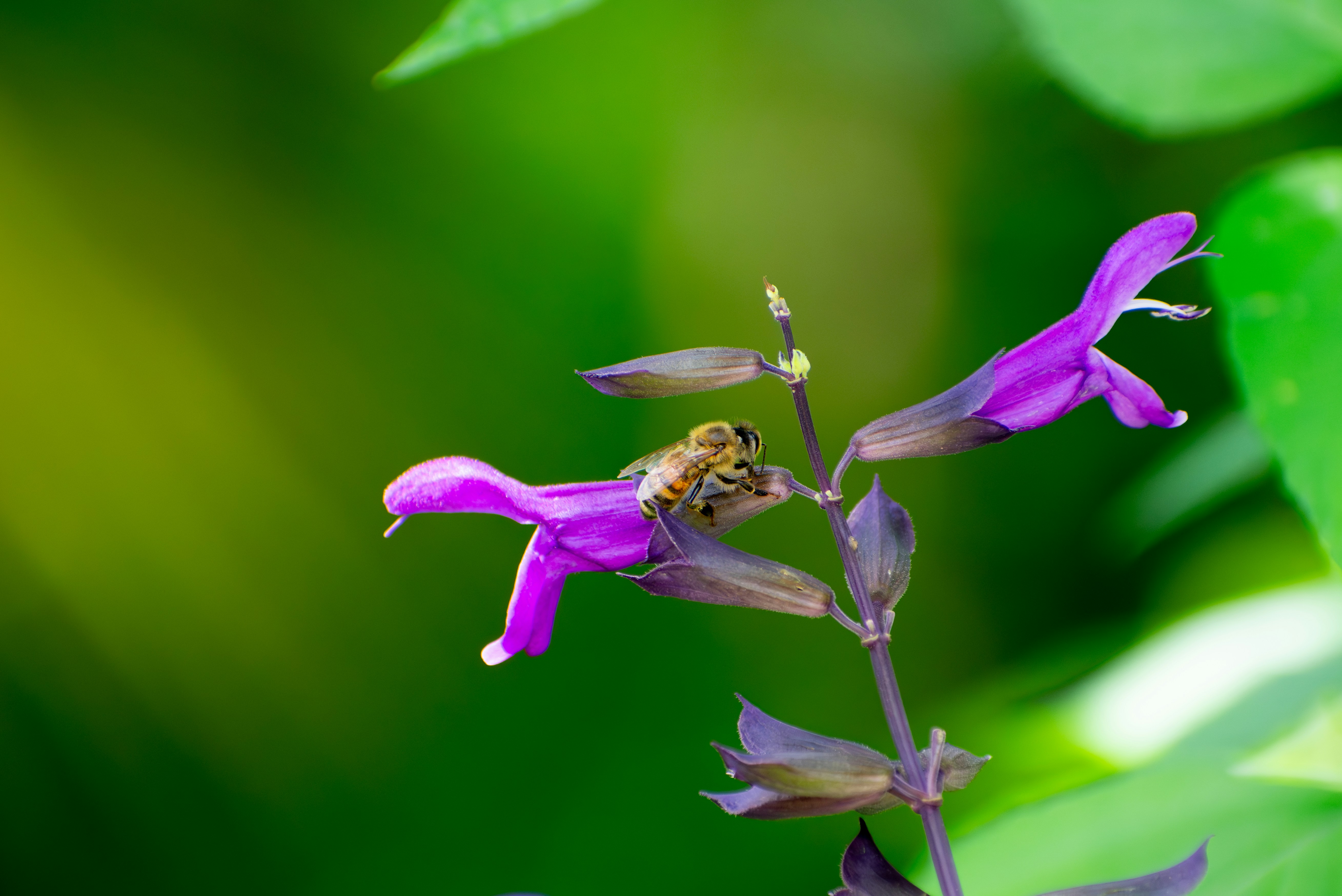 Bee on a Purple Bloom: A Moment of Pollinator Focus