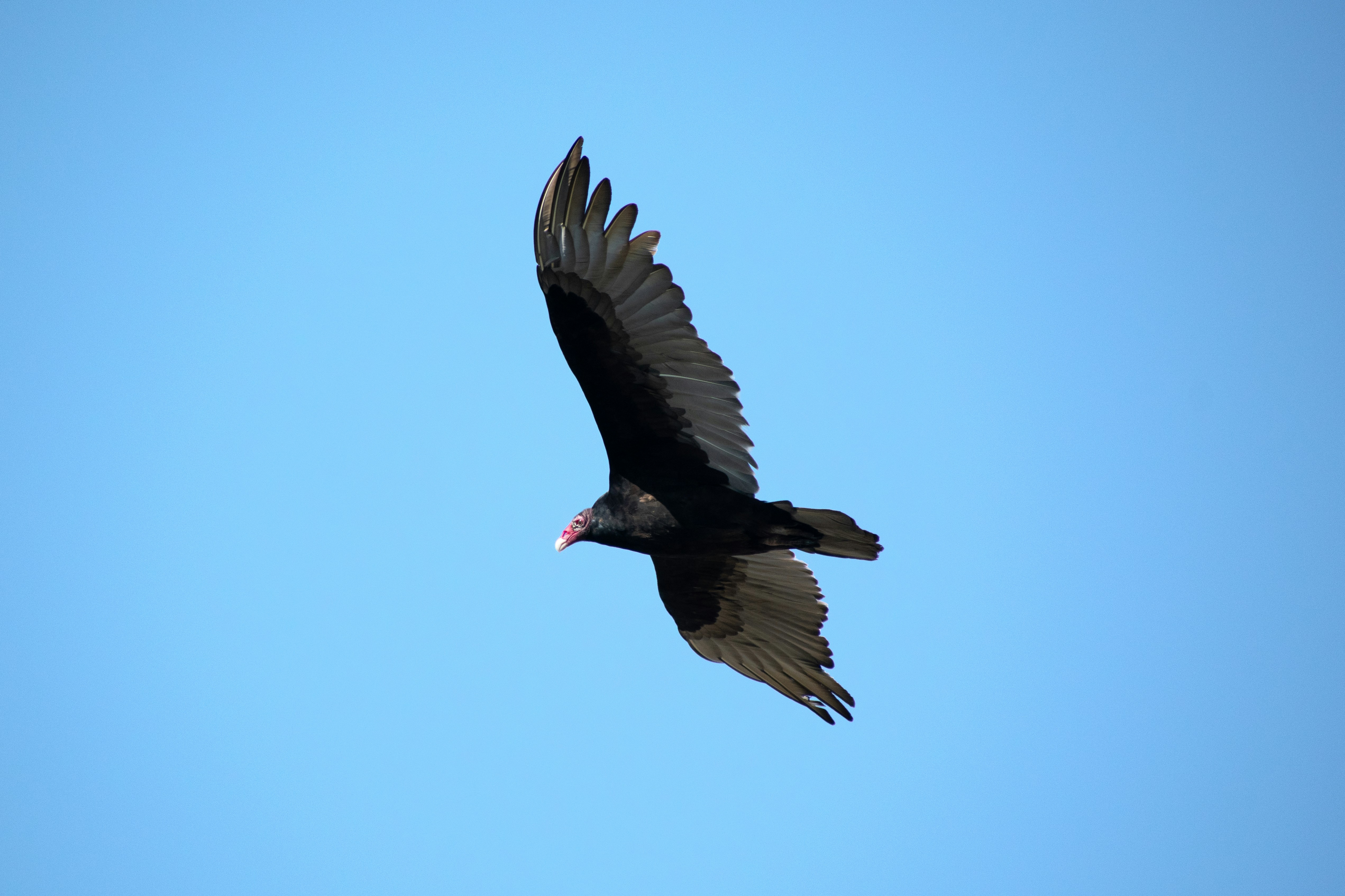 A Lone Turkey Vulture Traces L-shaped Flight Across a Cerulean Sky
