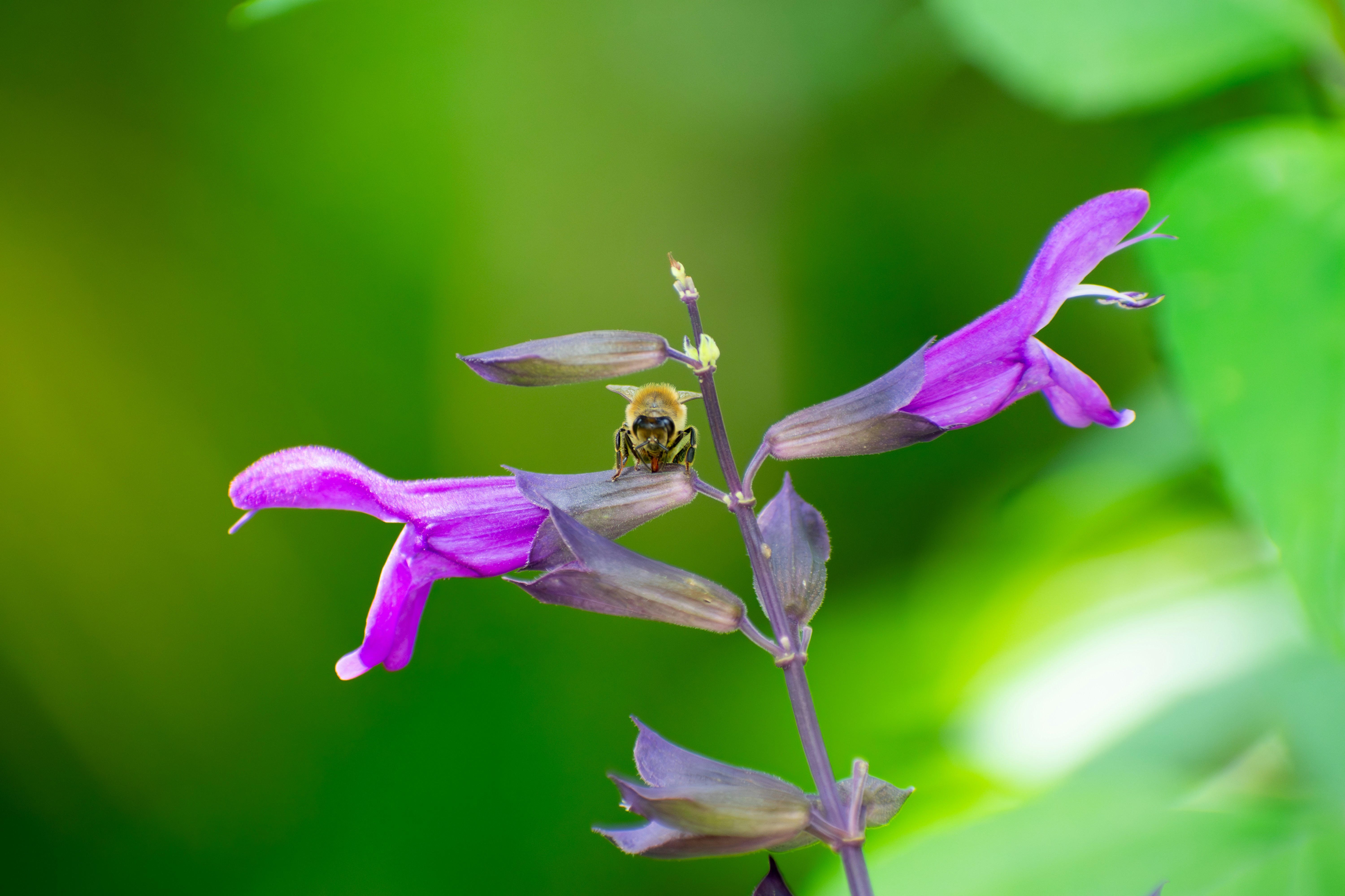 Bee in Focus: Violet Blooms and a Hovering Pollinator