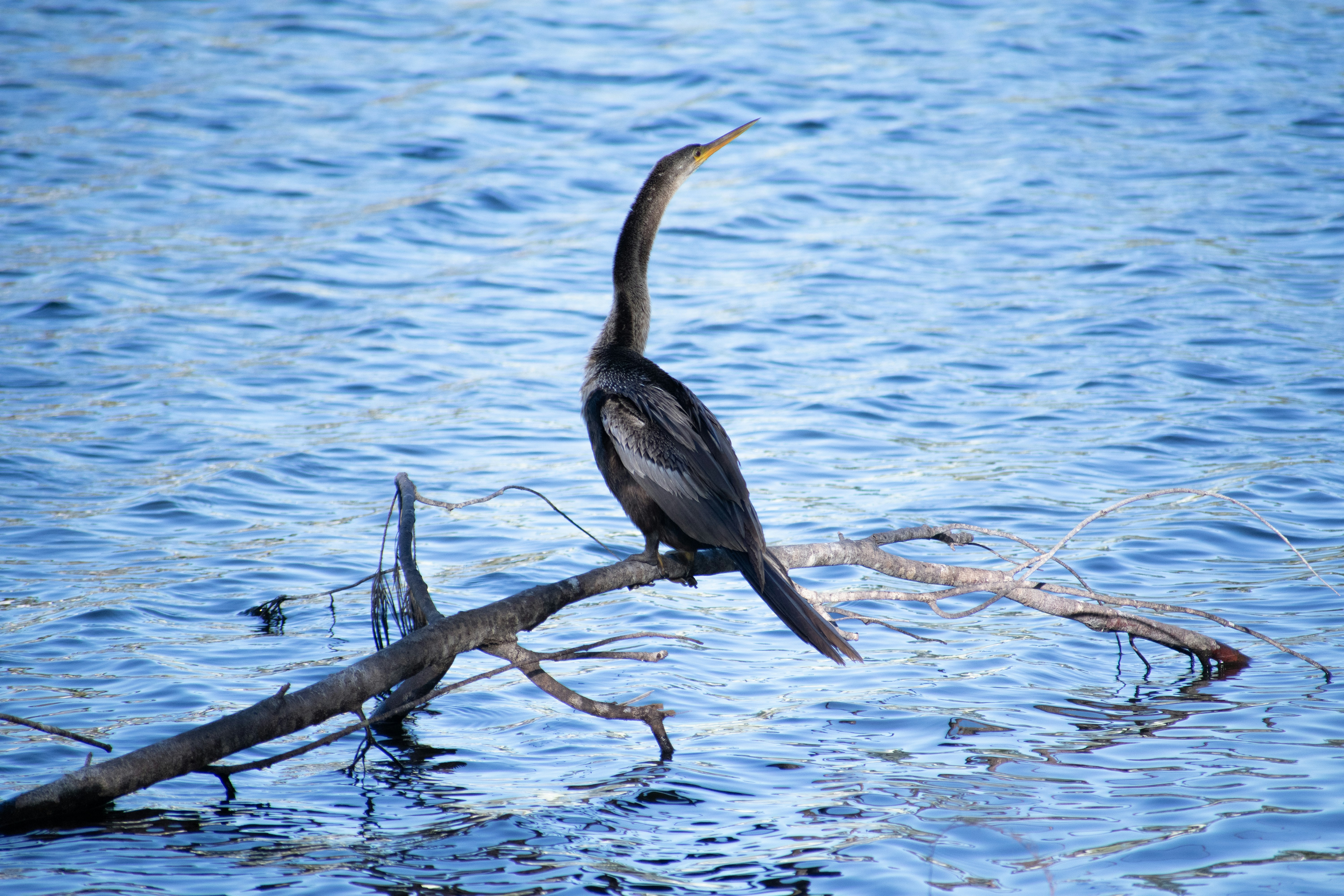 Heron on a Driftwood Stage Against Lapping Blue