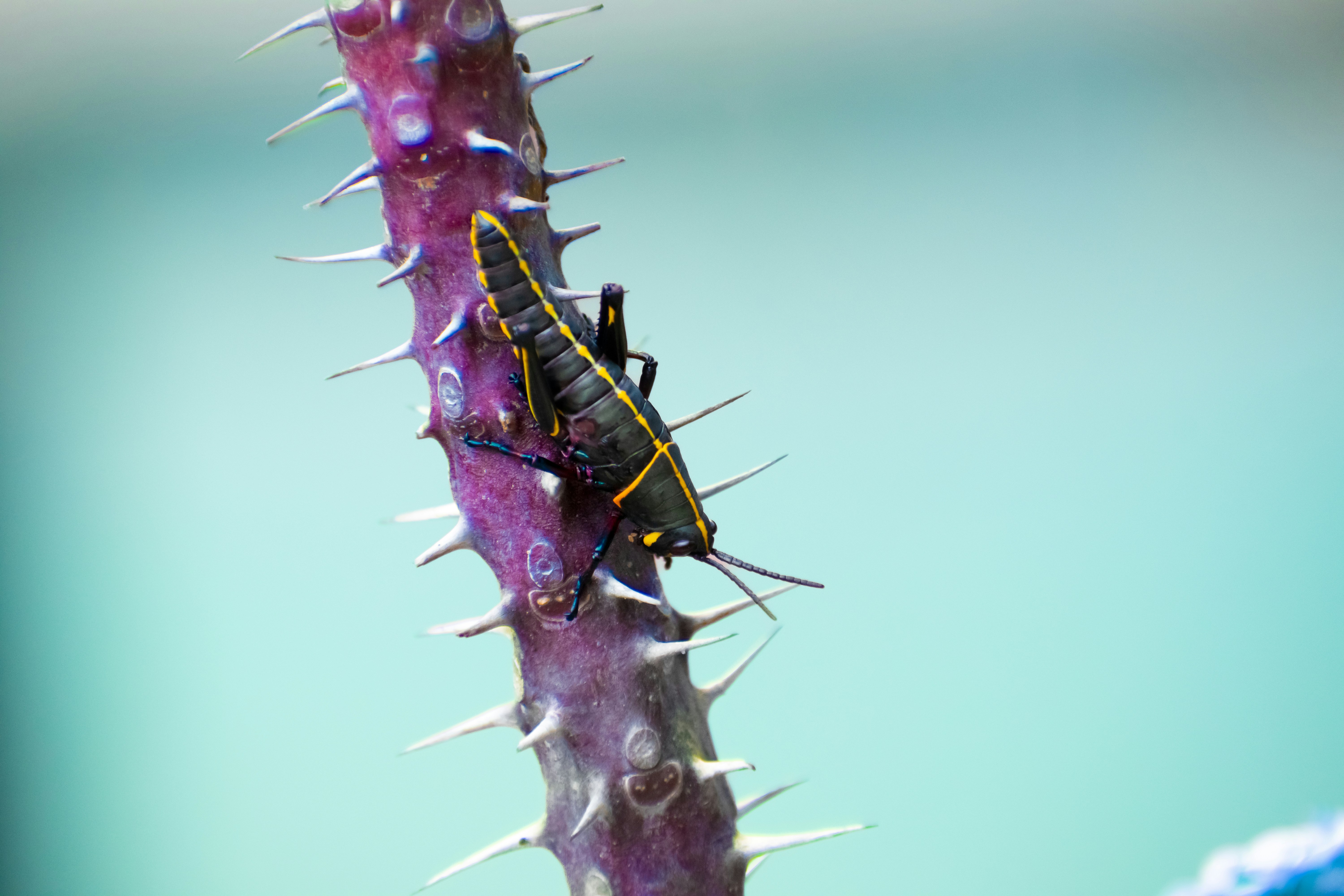 Crimson Spine with a Yellow-Striped Insect Clinging to a Thorny Stem