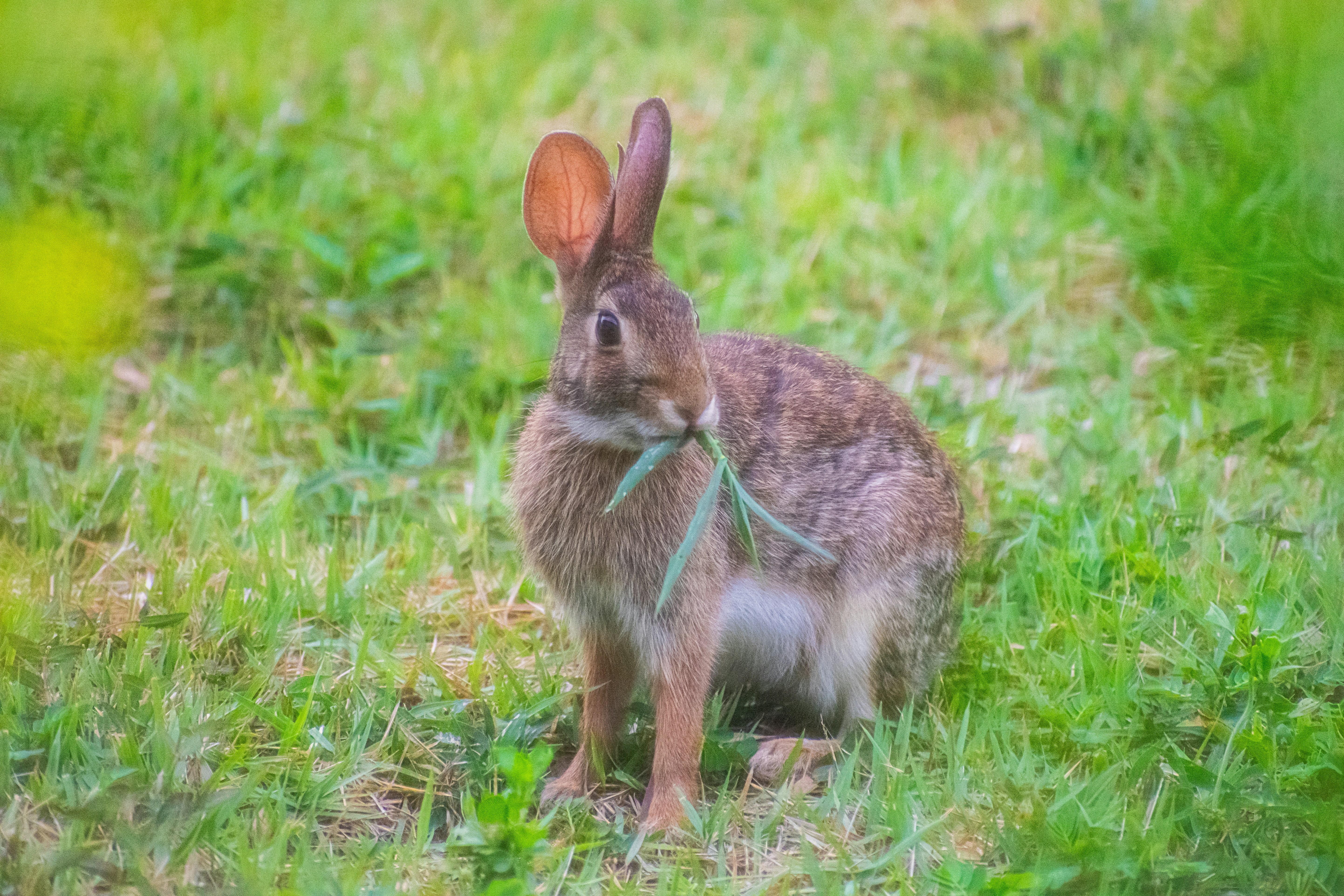 Whisper of Spring: A Rabbit Pauses in Moonlit Grass