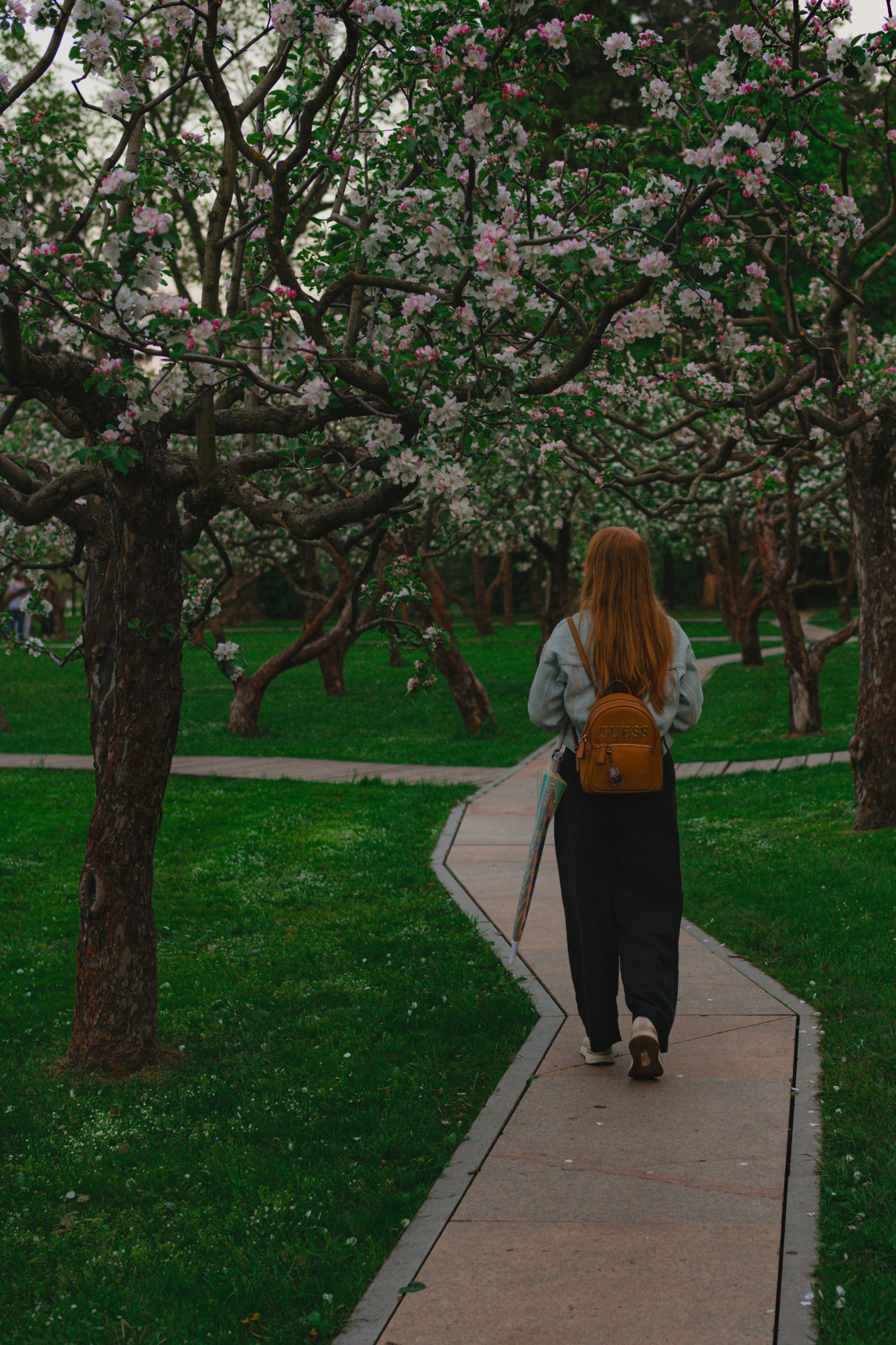 Trail of Blossoms: A lone traveler in a blooming orchard pathway