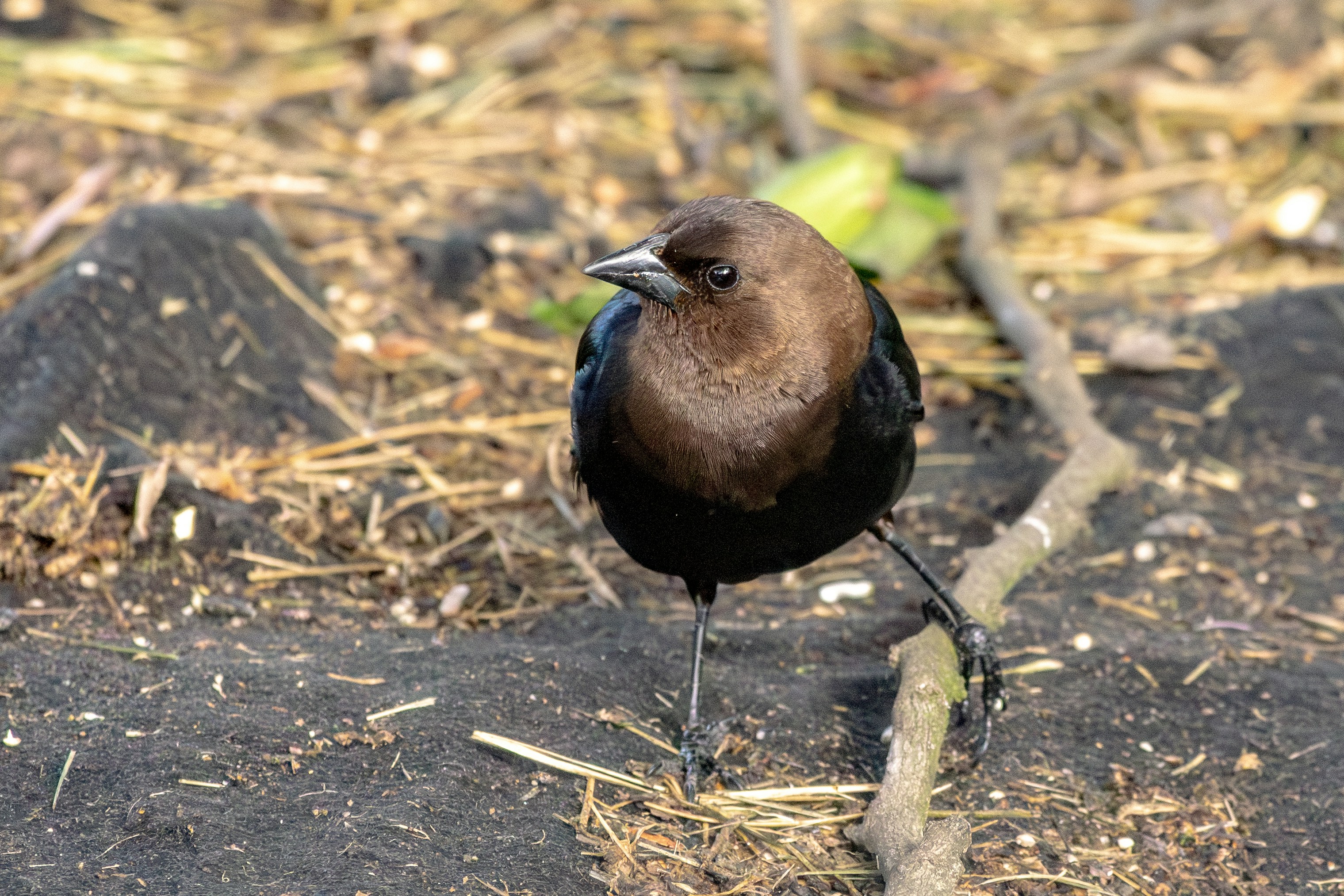 Grounded Confidence: A Brown-Feathered Songbird Staring Down the Path
