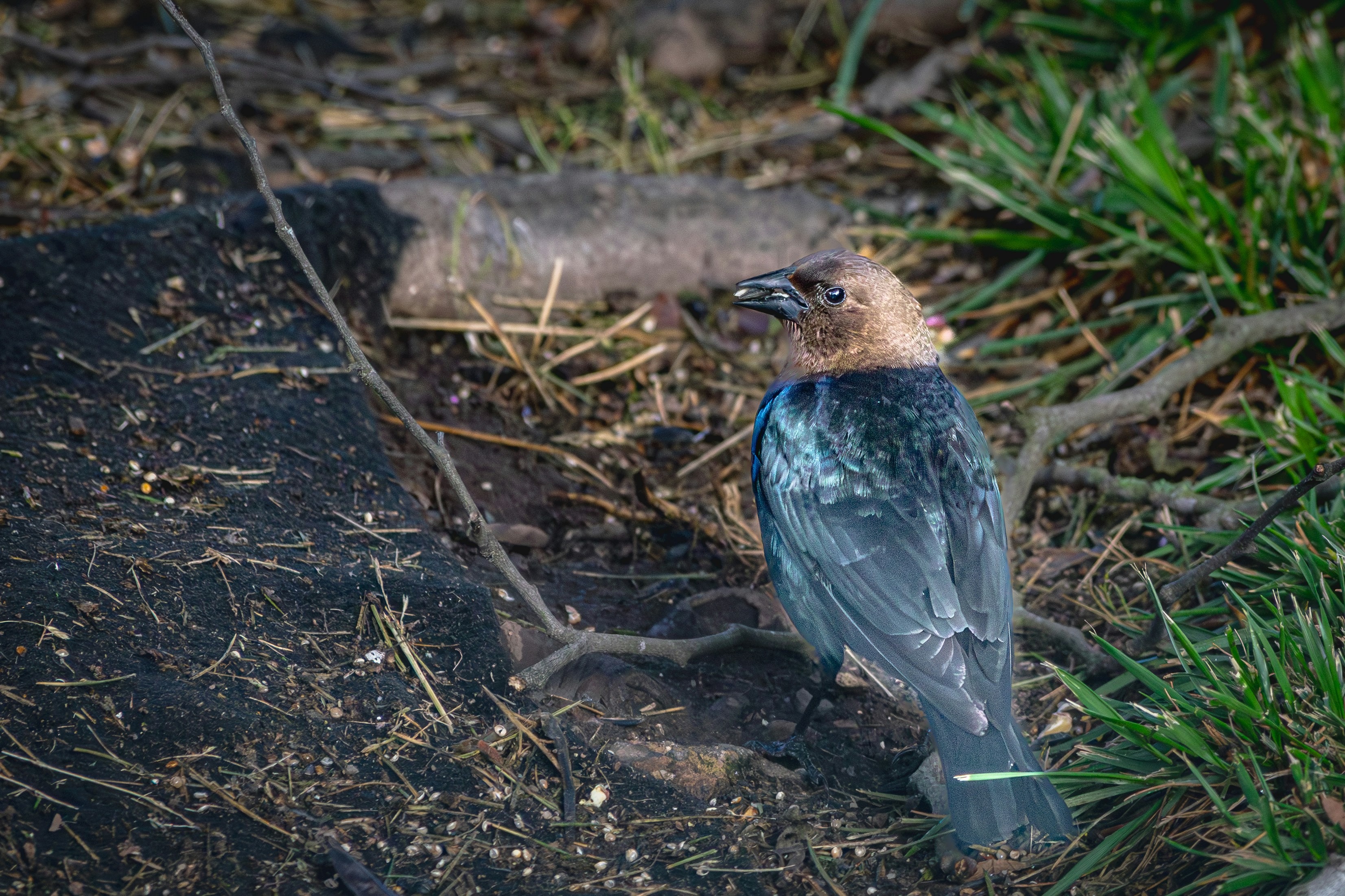 Iridescent Watcher in the Dappled Shade