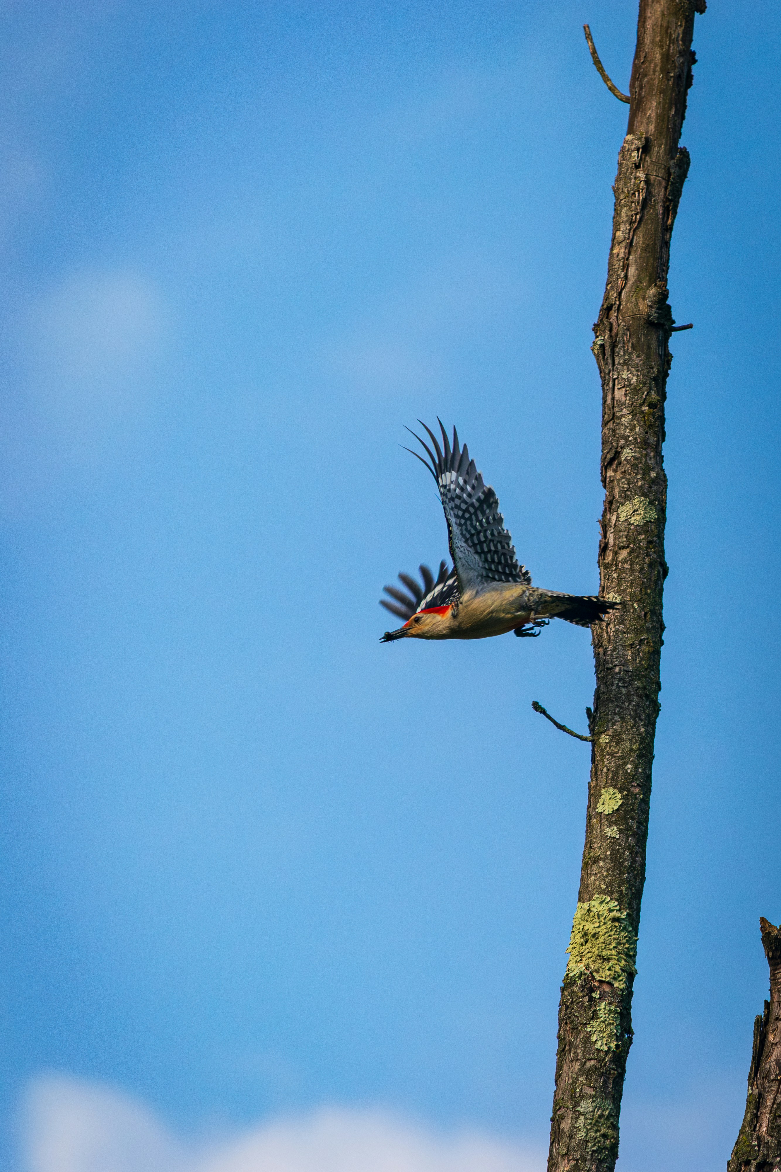 Red-shouldered Woodpecker in Flight Up a Weathered Trunk