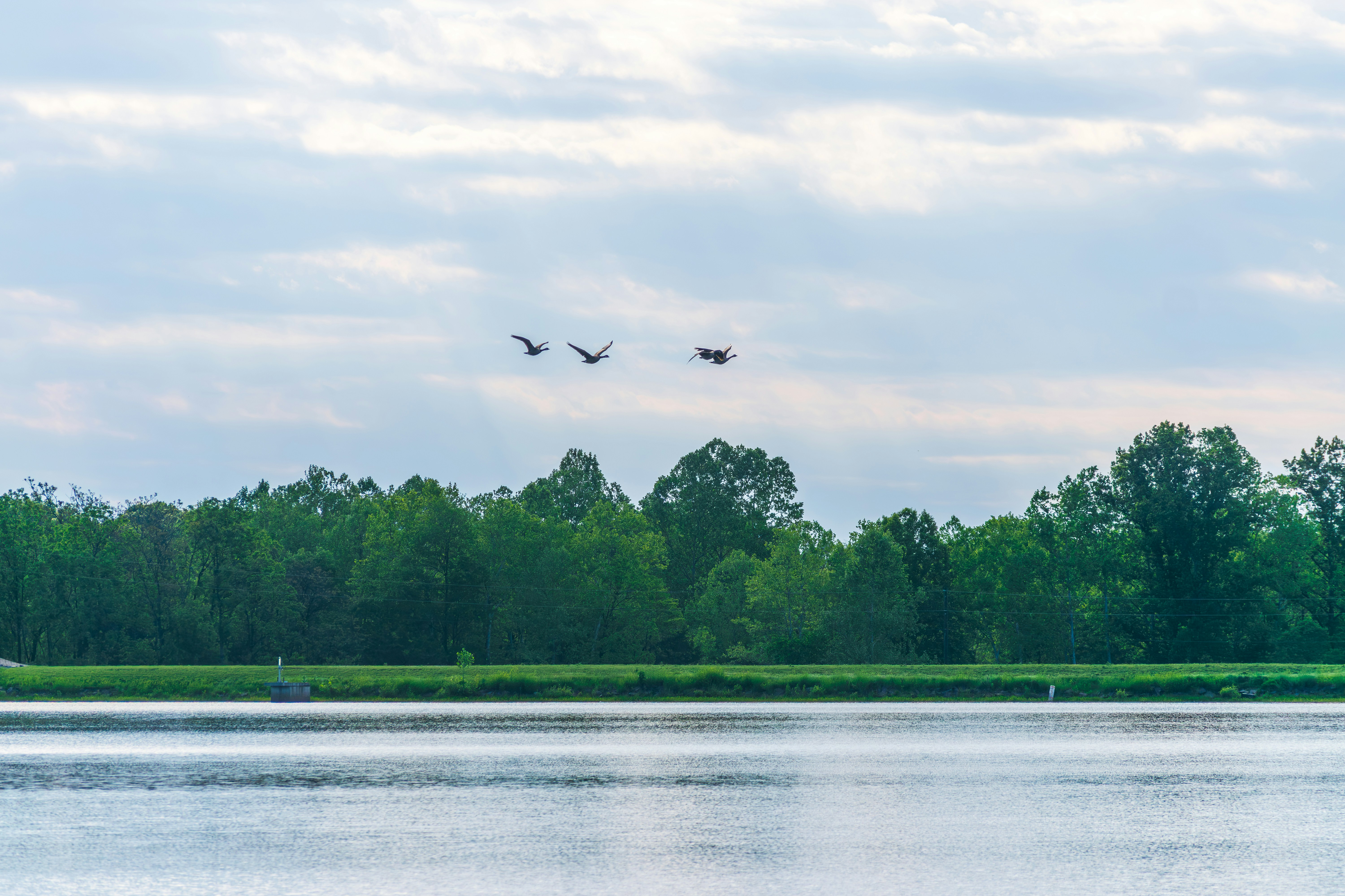 Three Migrants over the Quiet Riverbank