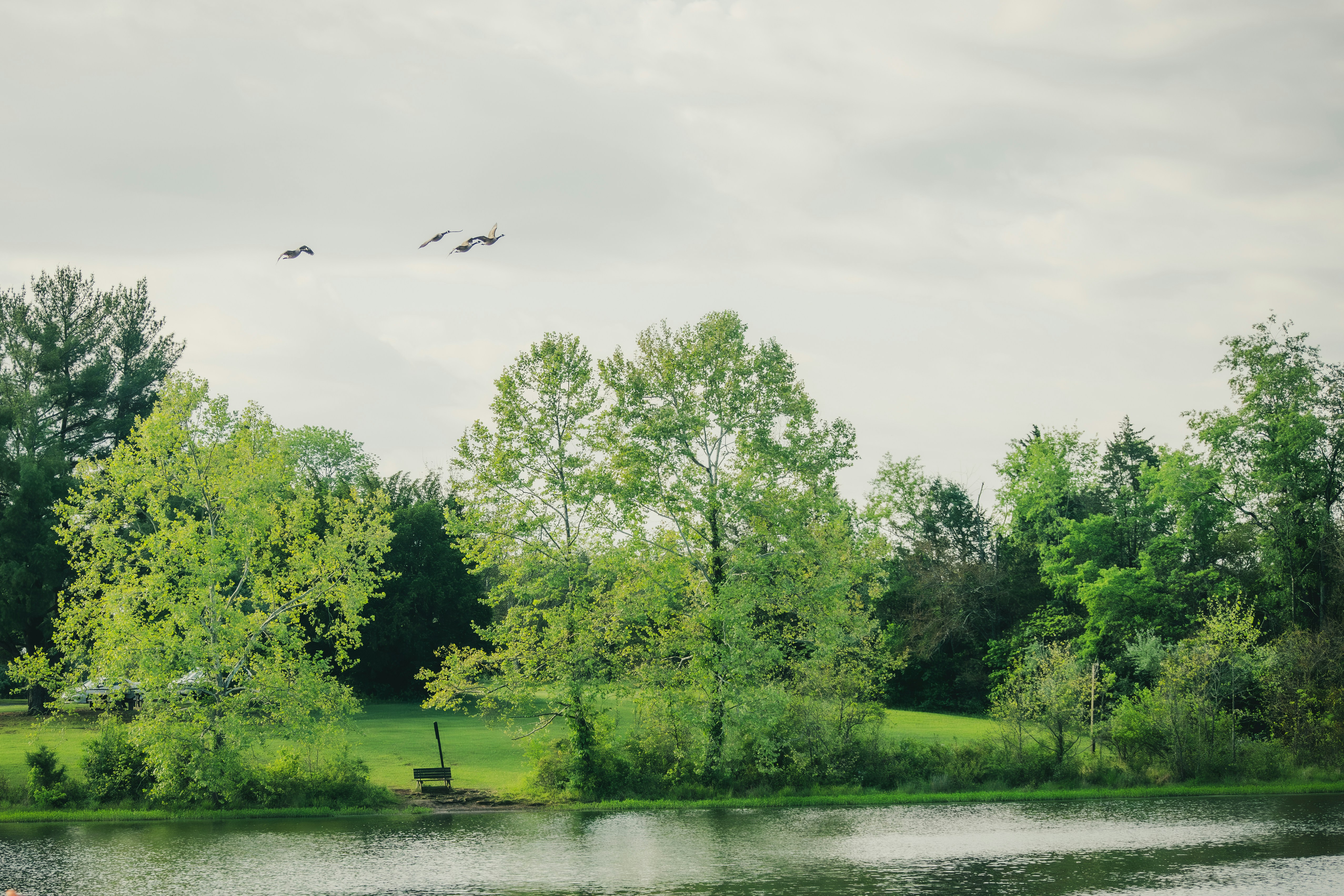 Quiet lakeside with drifting geese above the water