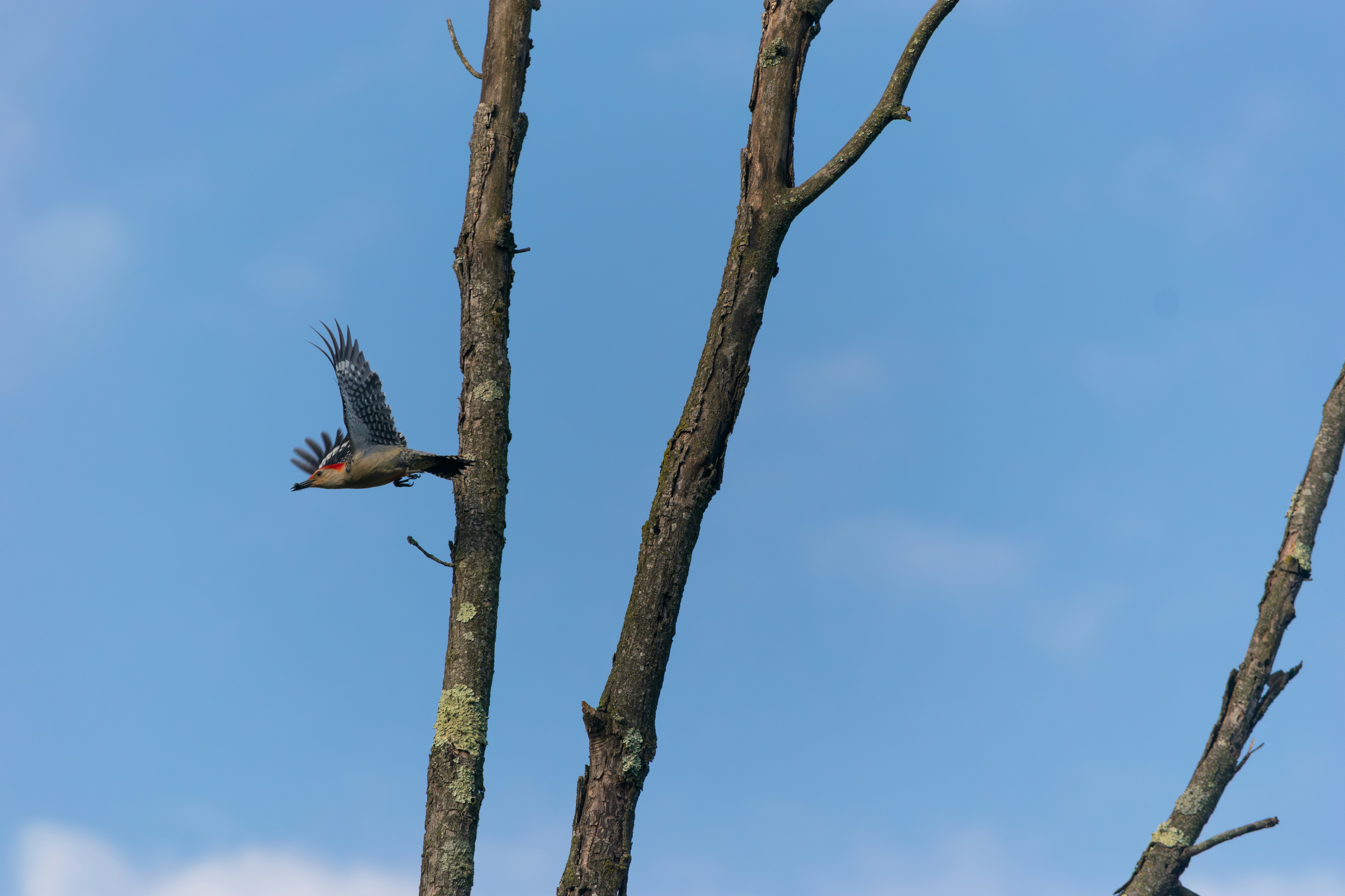Piercing Flight: A Raptor Navigates Bare Branches Against a Clear Sky