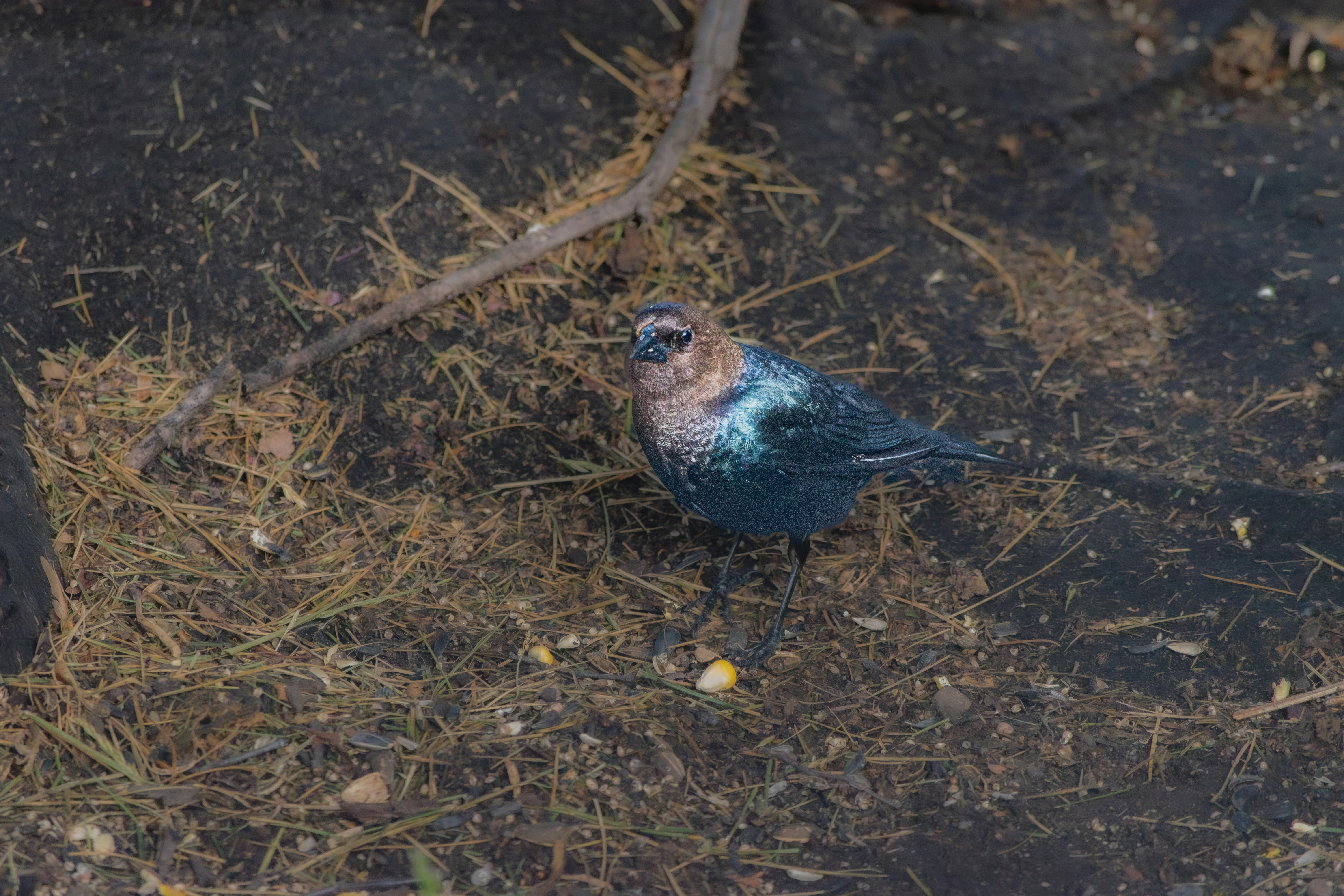 Iridescent Shore: A Blue-Werrbird Stands Amid Debris