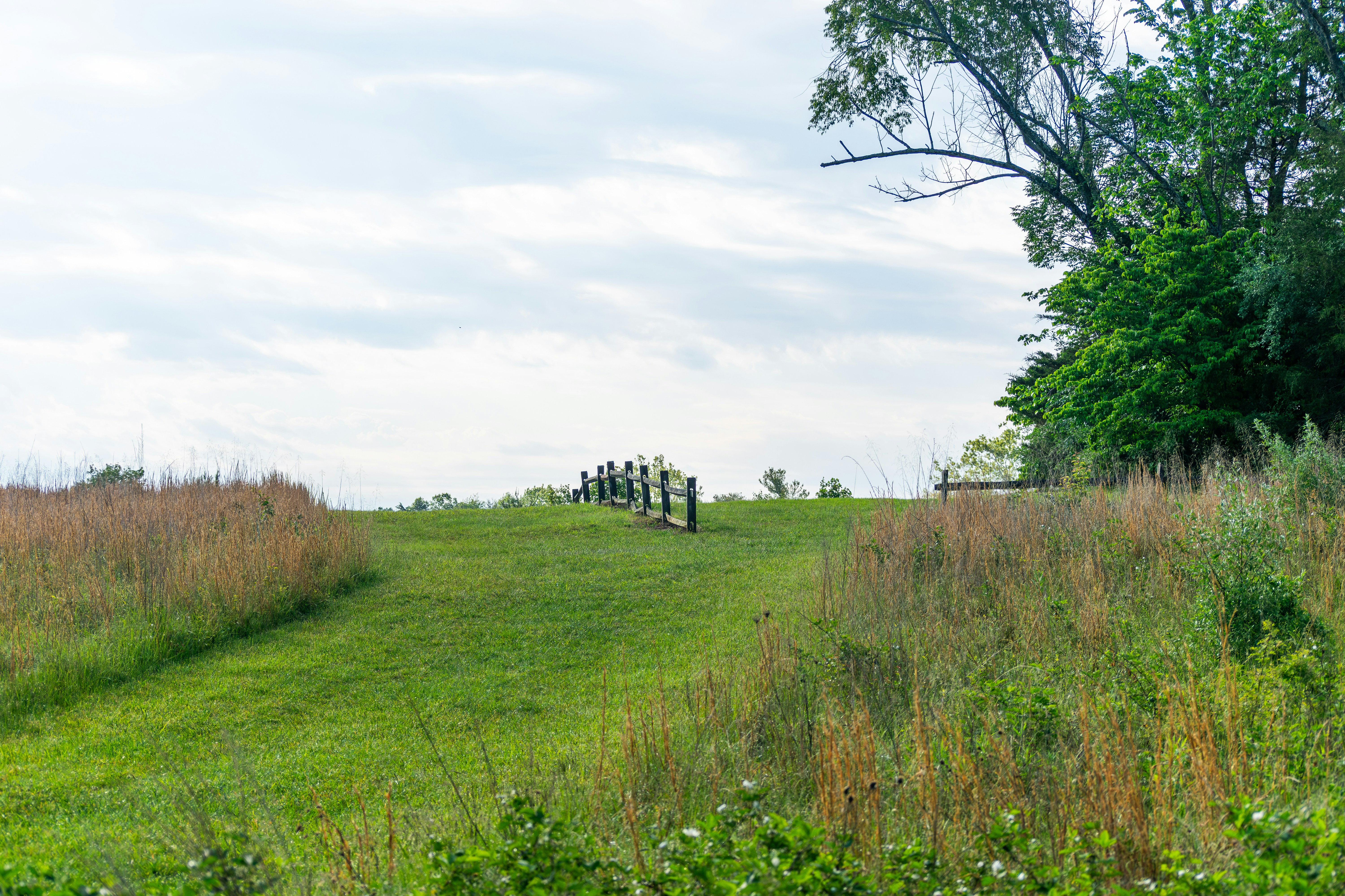 Line of Figures on the Hill: A Quiet Walk Through the Meadow