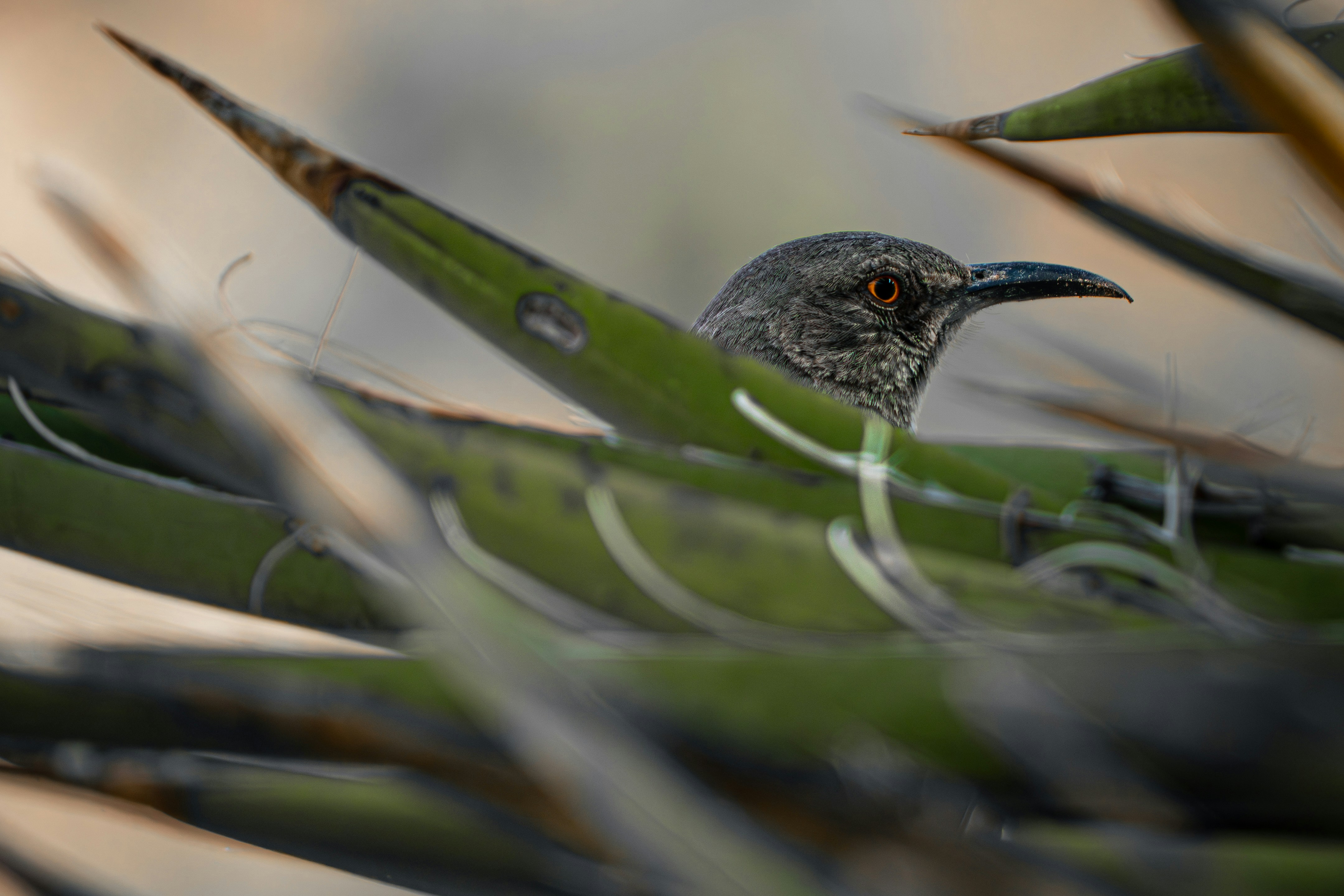 Hidden Challenger: A Wren Amid Tangled Reeds