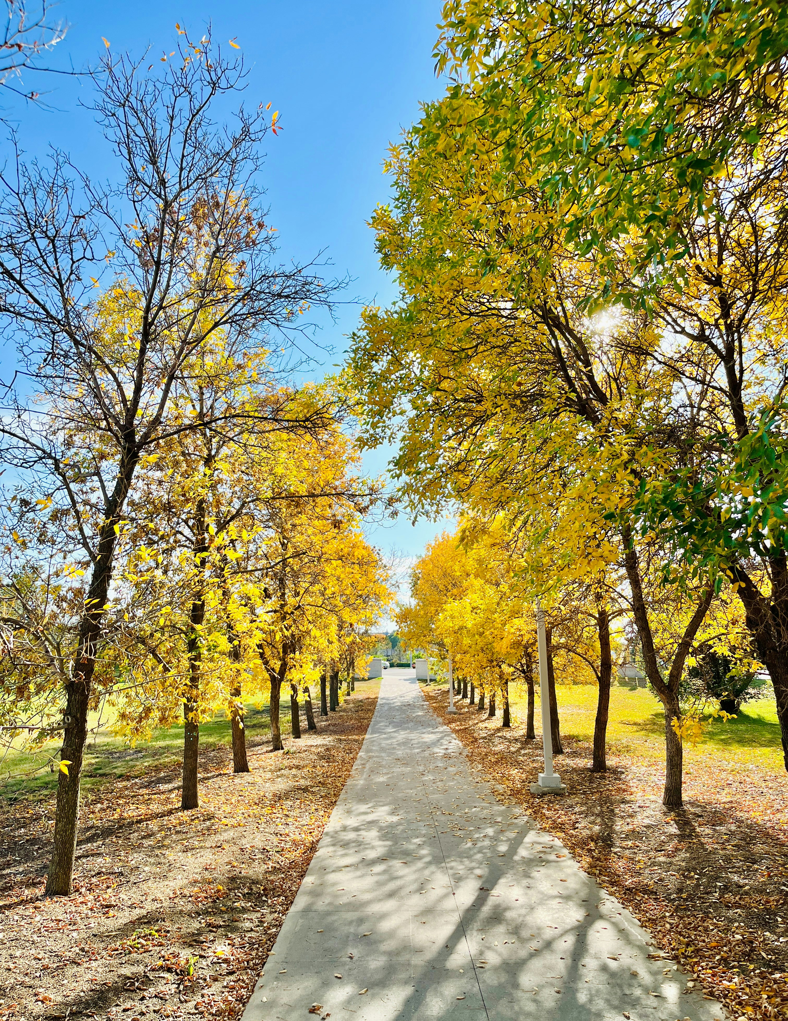 Sunlit Avenues: Maple Canopy Path Through Autumn Light