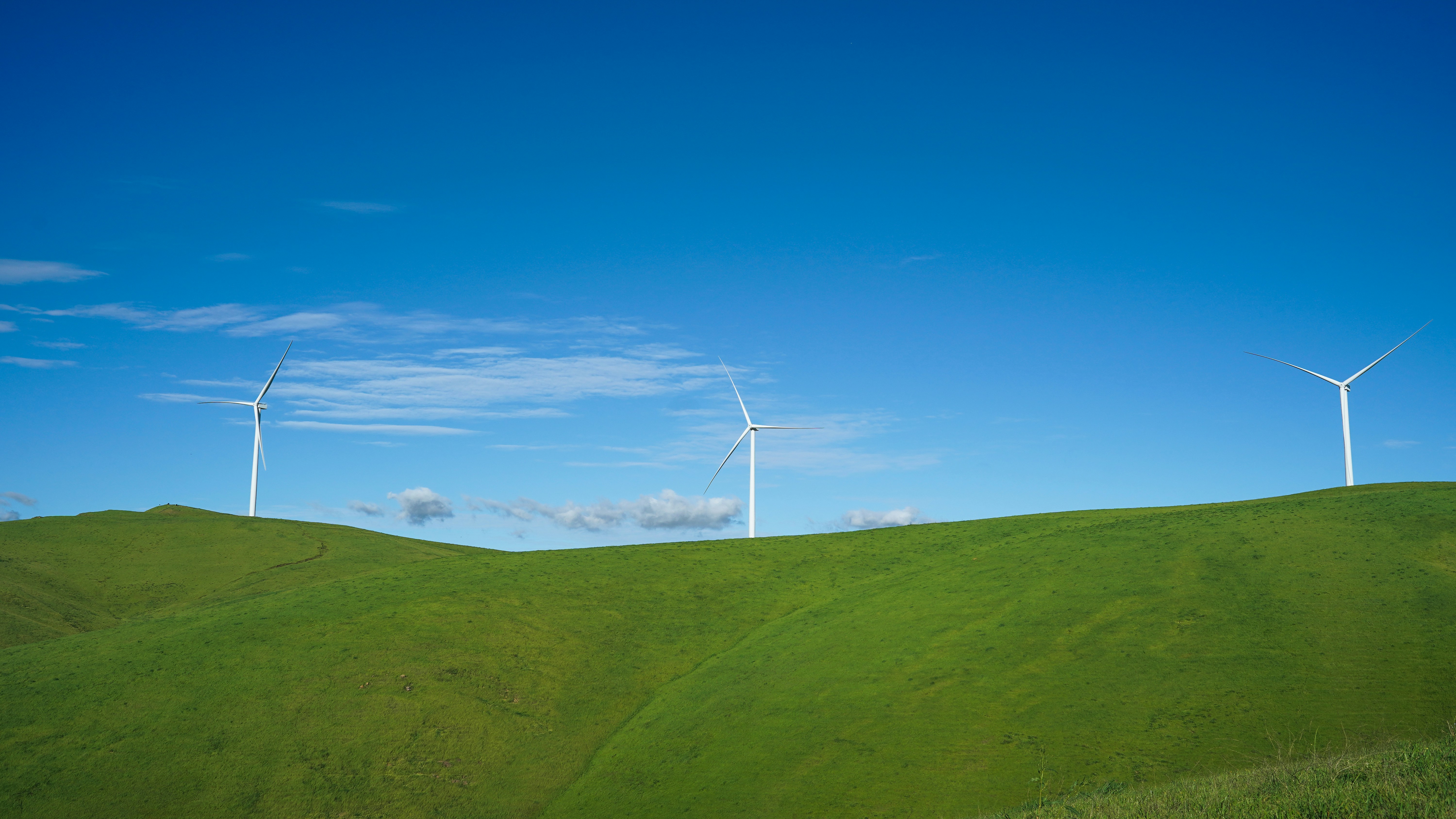 Windward Sentinels Over a Sea of Green
