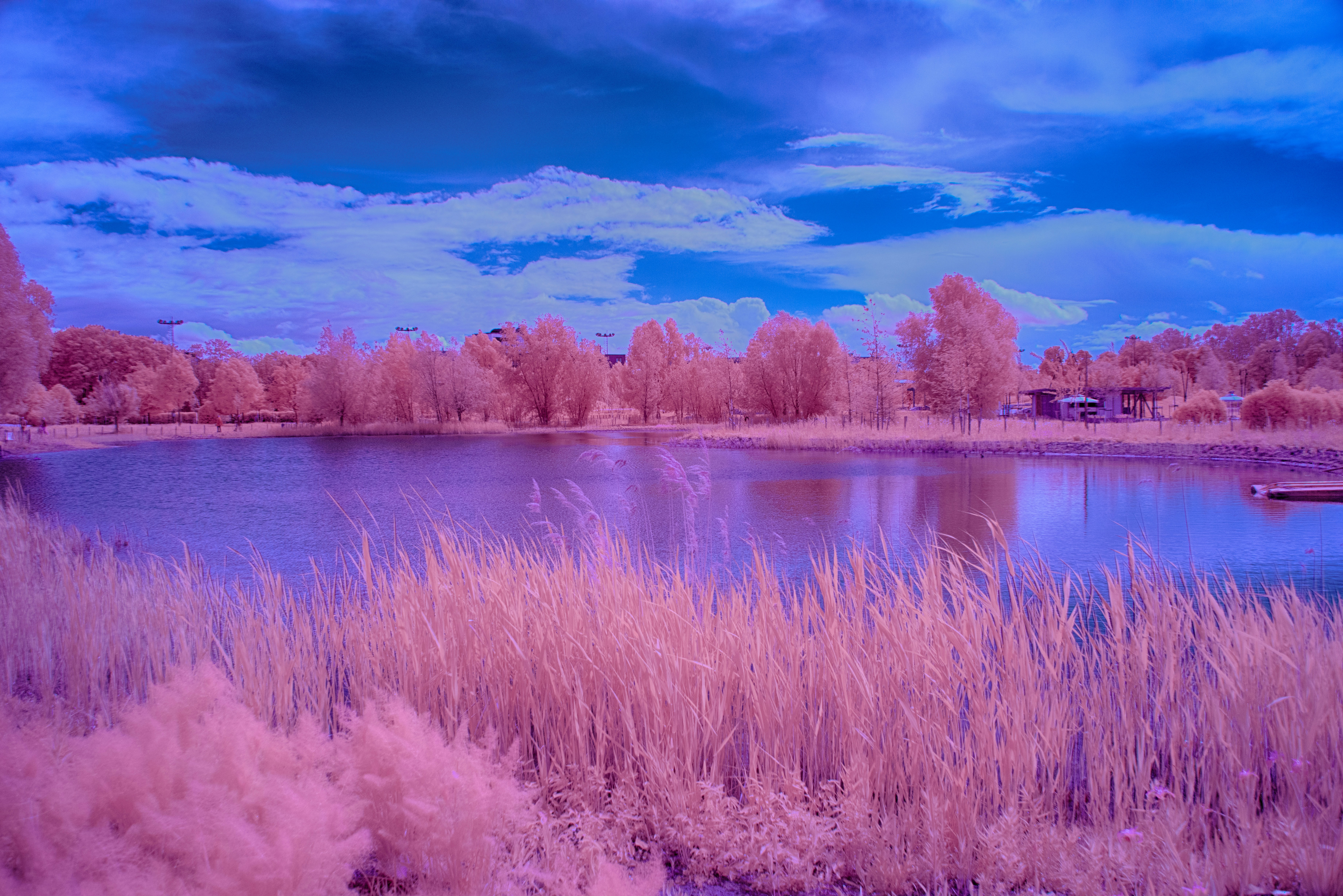 Iris in a Violet Horizon: Riverside in Infrared