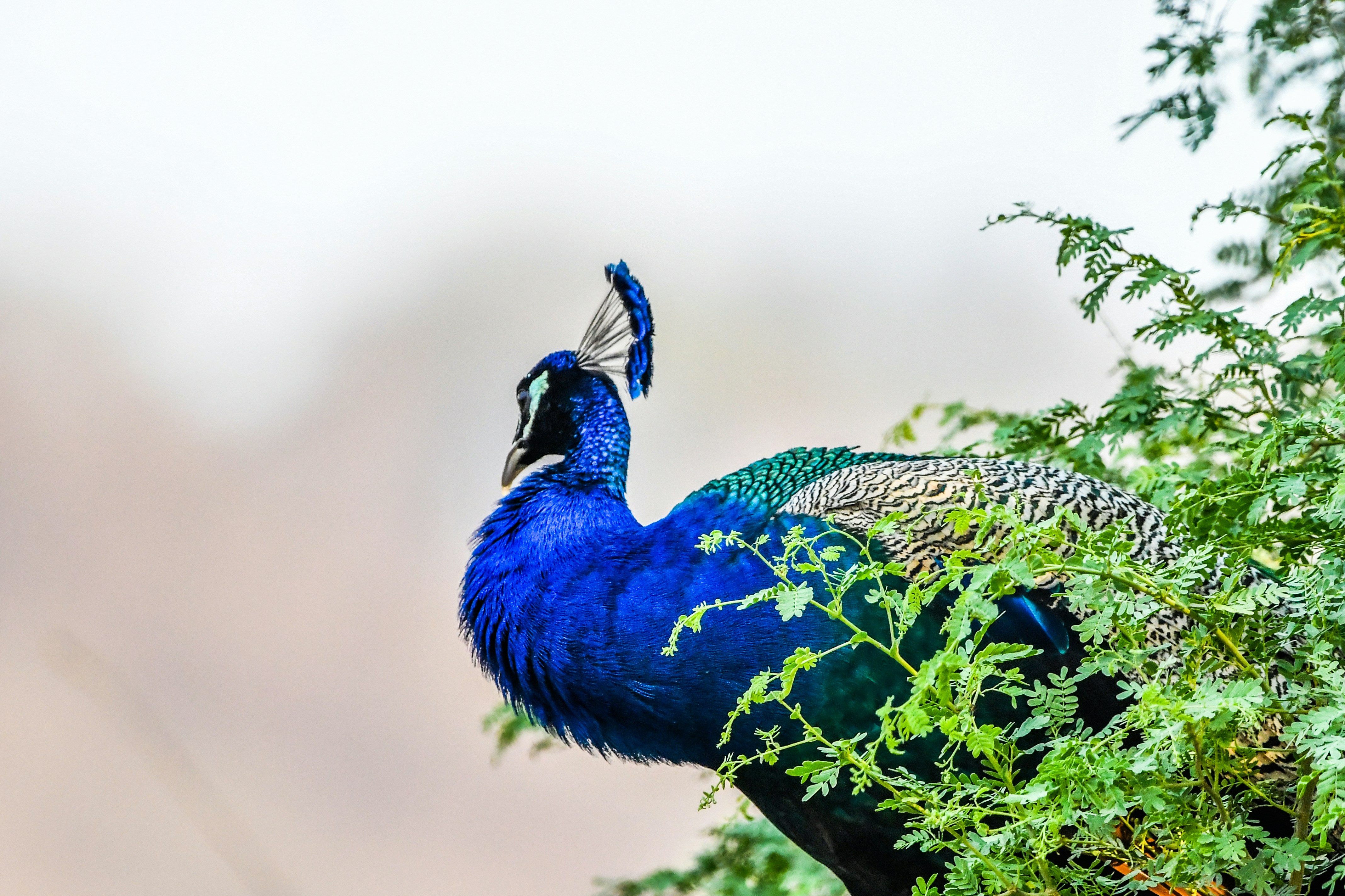 Vivid Blue Cascade: A Peacock Perched Among Verdant Sprigs